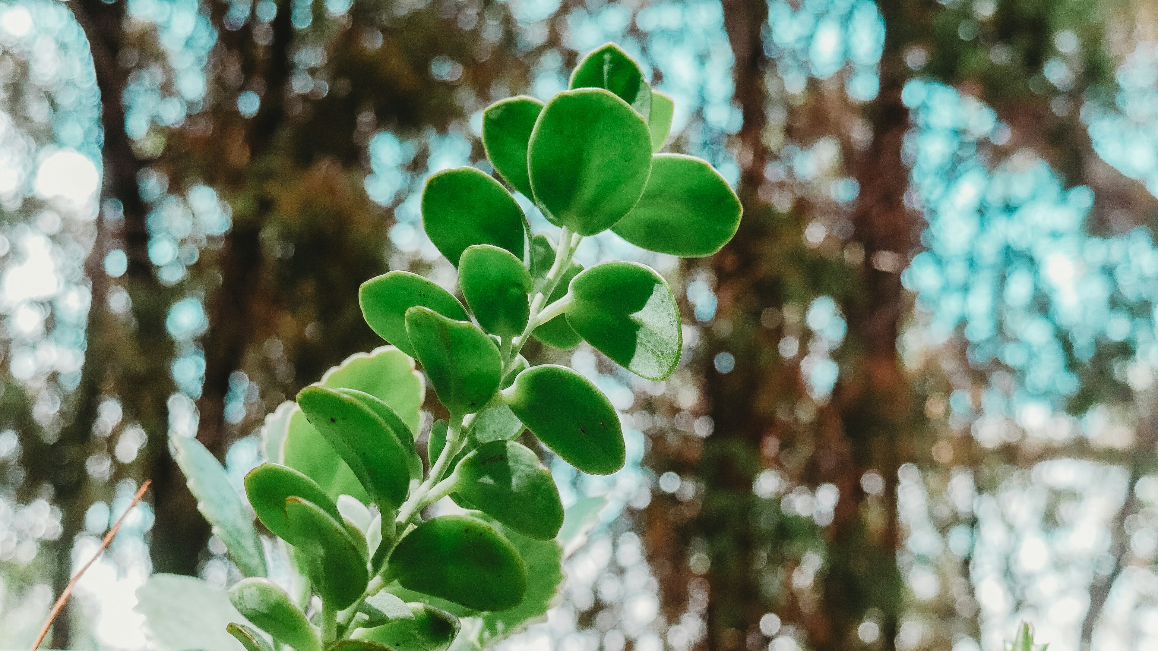 Emerald Spiral Against a Pines-Blur Backdrop