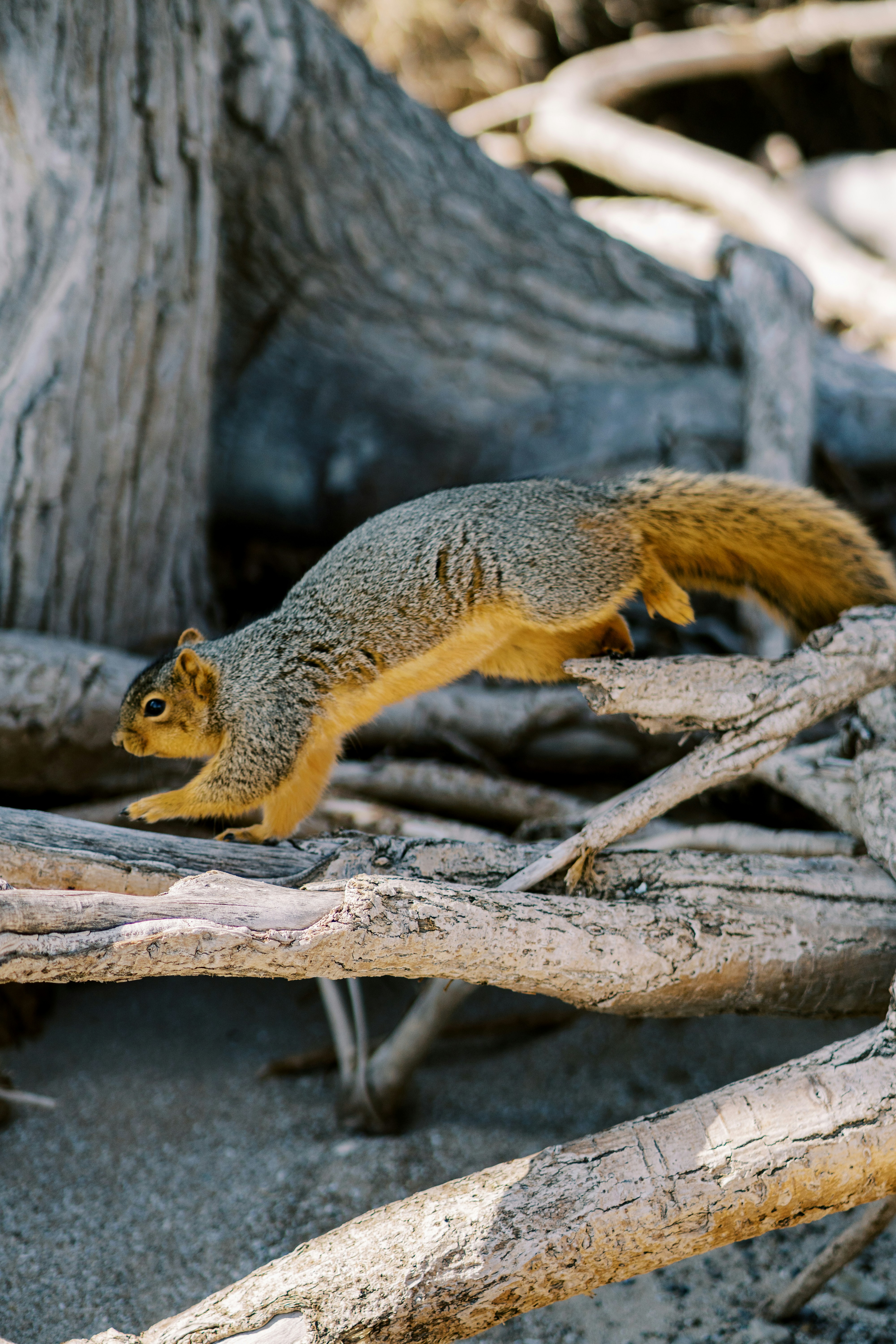 Territorial Leap: A Squirrel Balances on Weathered Driftwood