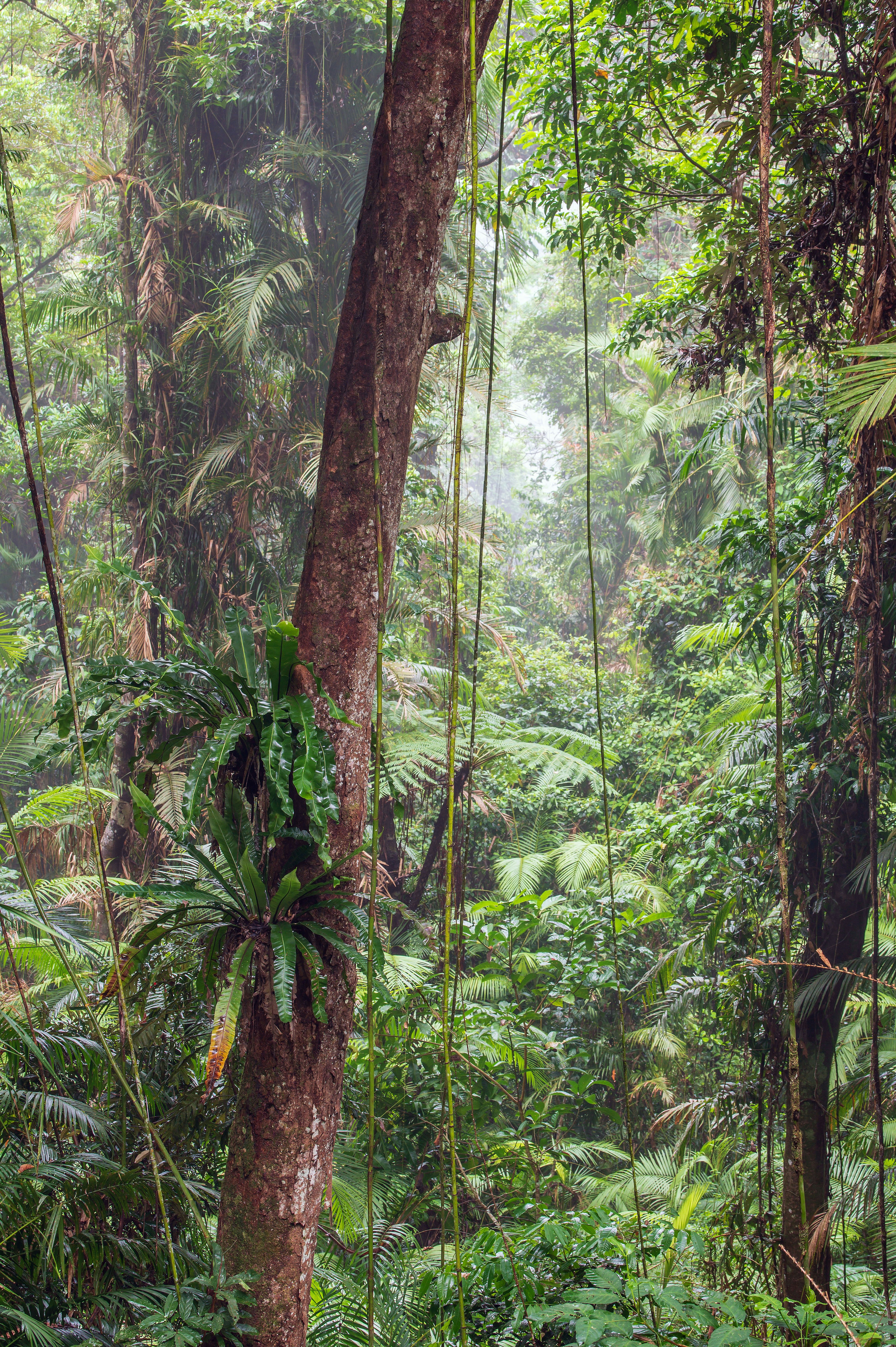 Misty tropical rain forest. There are two bird's-nest ferns growing on the trunk of the tree on the left. Kuranda Range, near Cairns, Australia. | green trees in forest during daytime