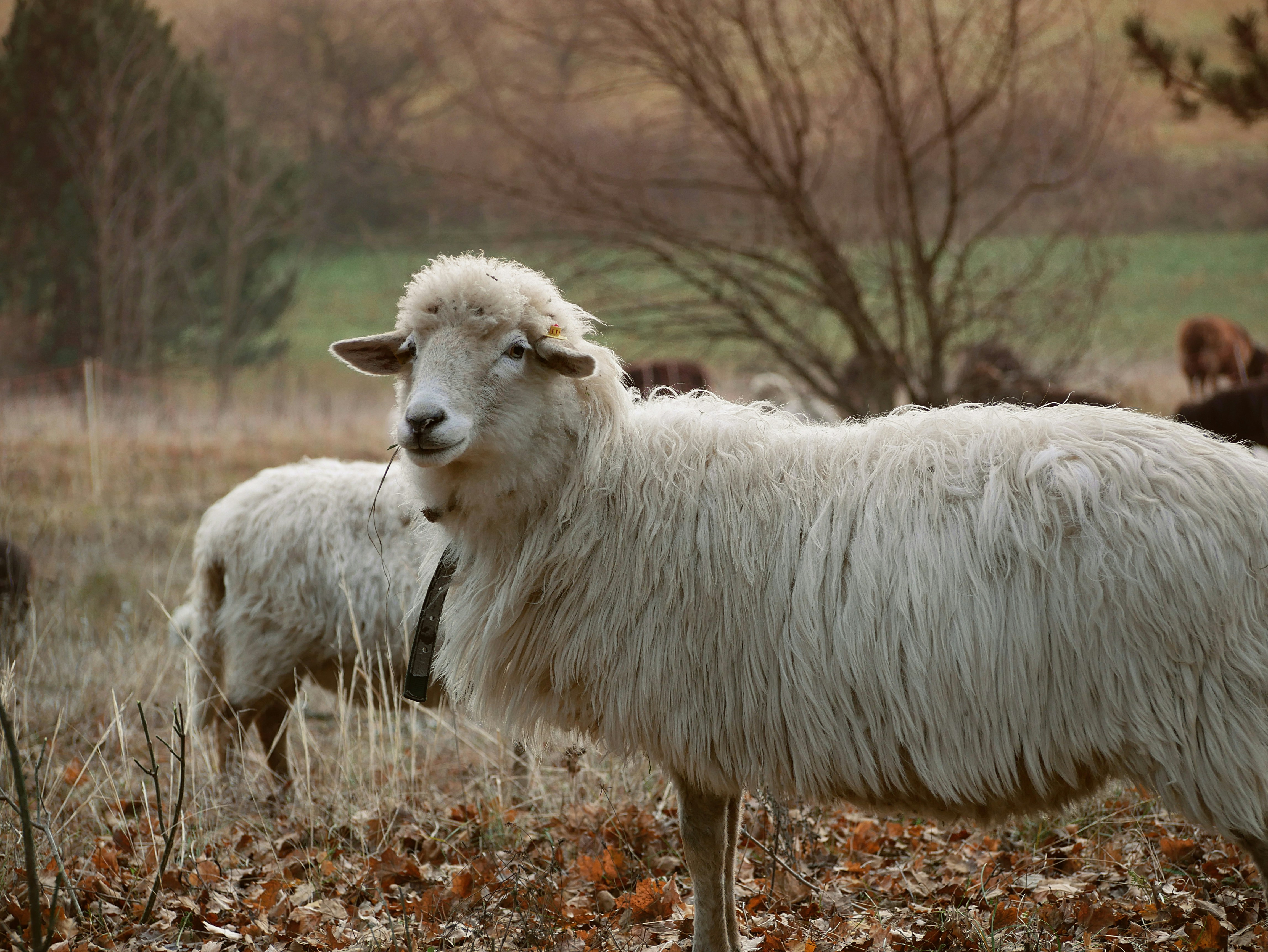 White sheep on brown dried leaves during daytime photo – Free Animal ...
