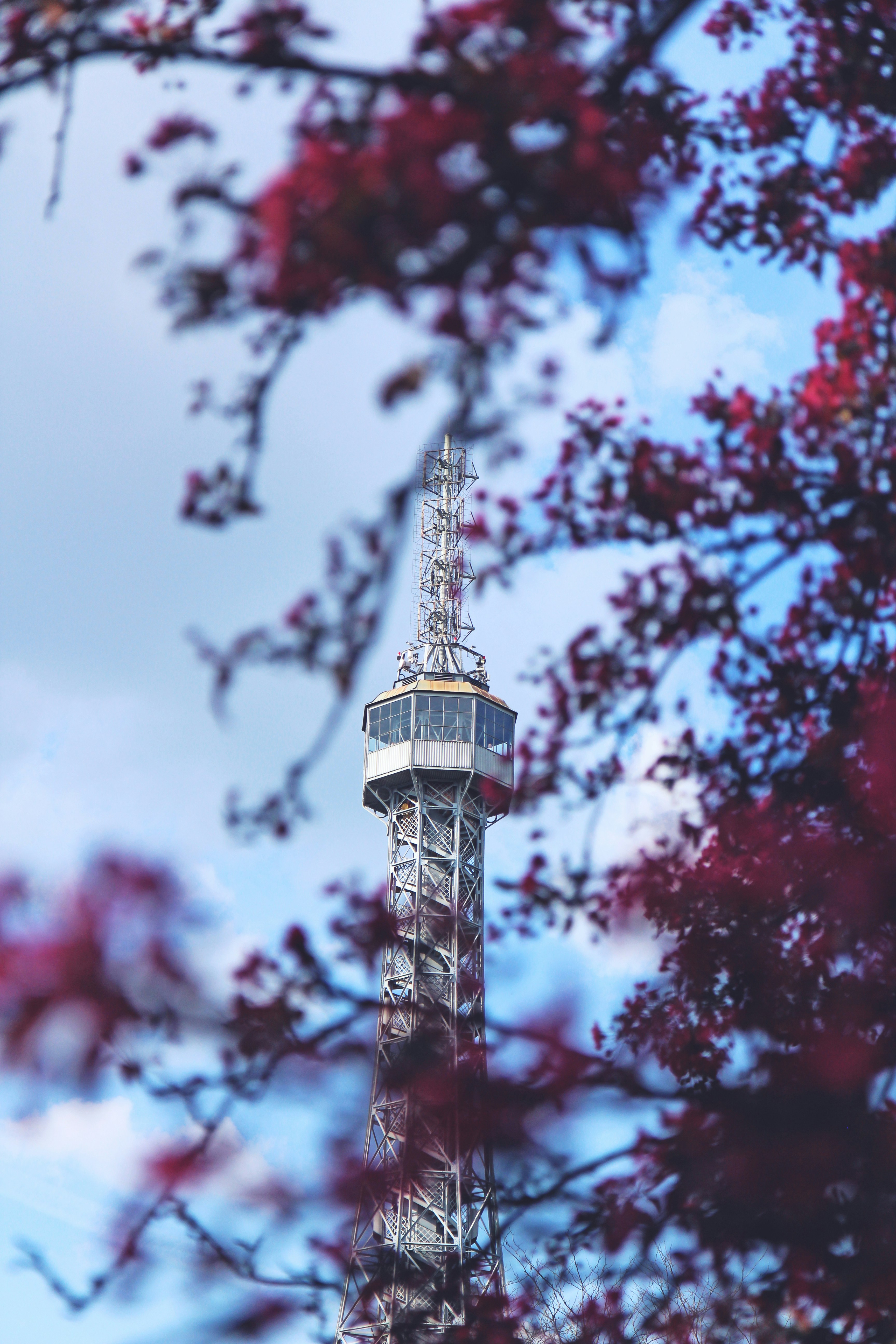 A communication tower rises prominently through a vibrant frame of blooming red foliage against a blue sky.