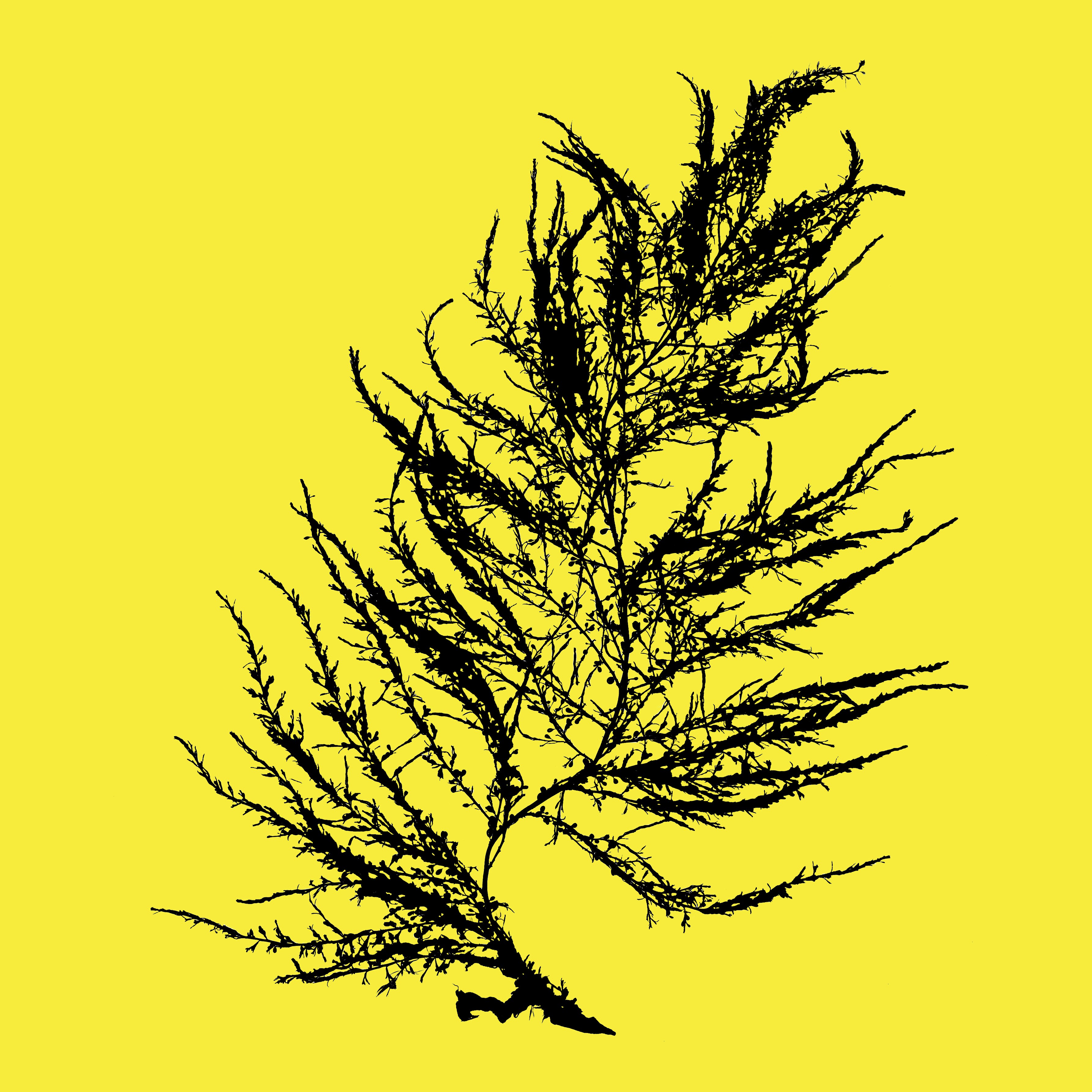 Fractal Branches on Canary Light: A Leafless Tree Silhouette