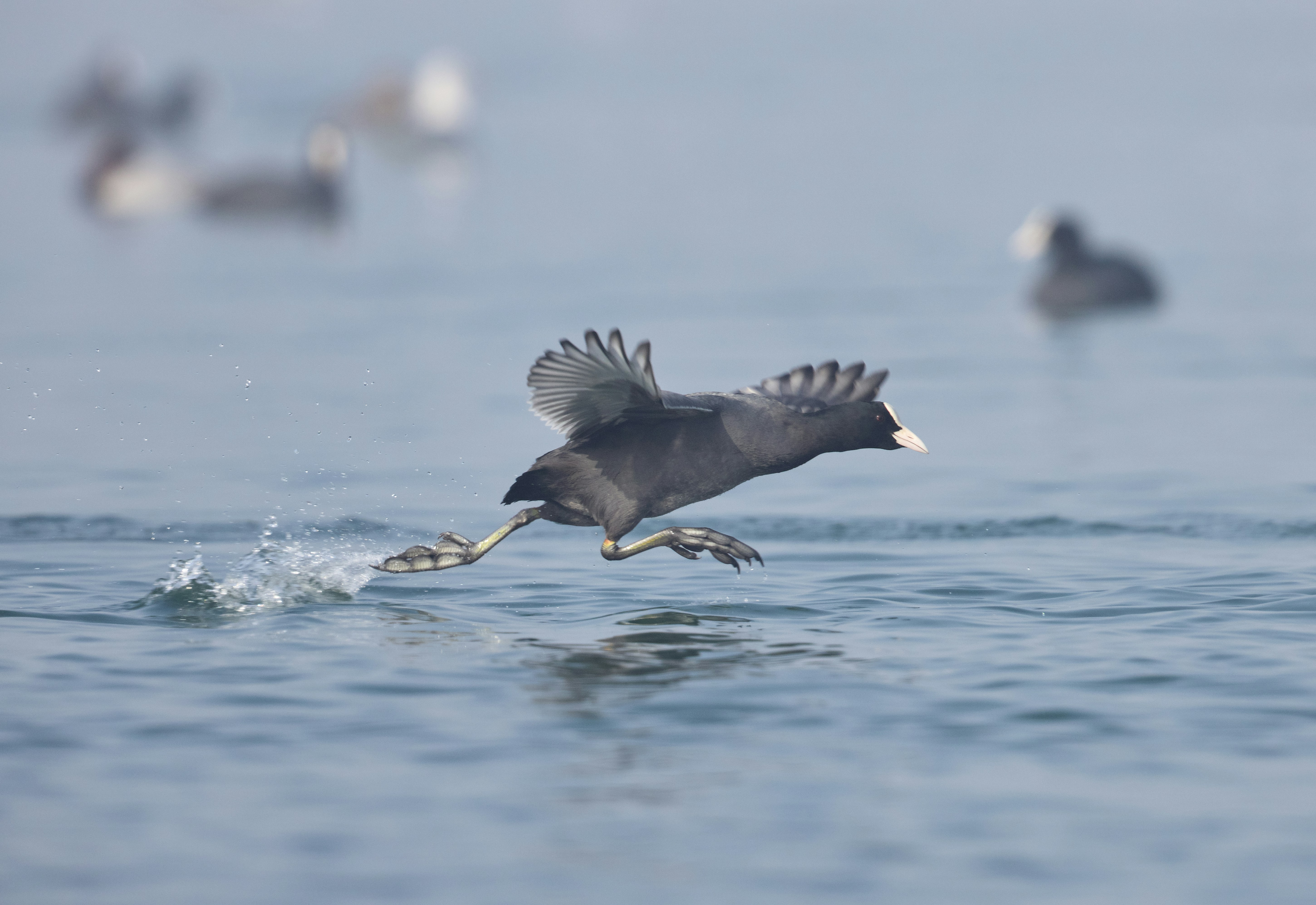 Wingbeat Lift-off: A Grebe in Early Morning Glide