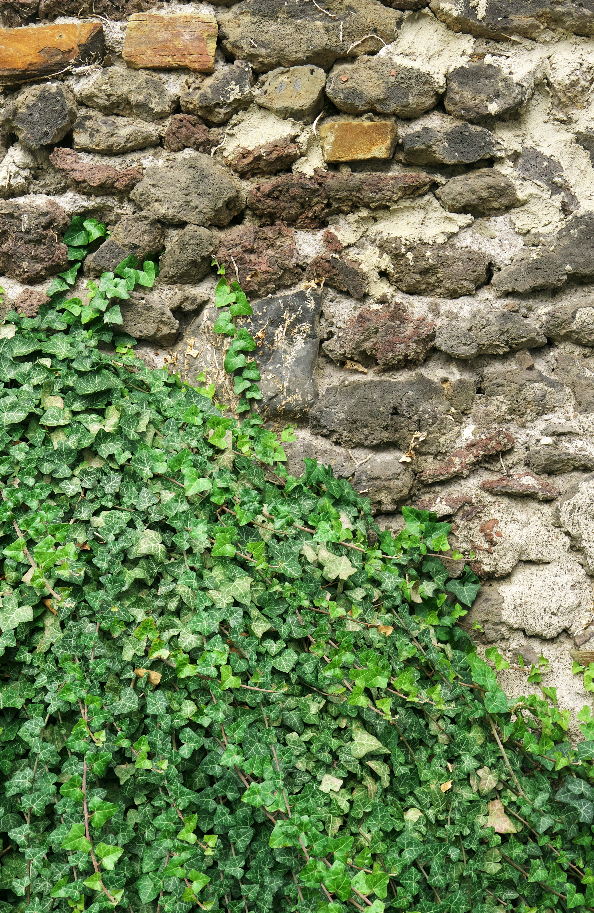 Emerald Veil Climbing a Timeworn Stone Wall
