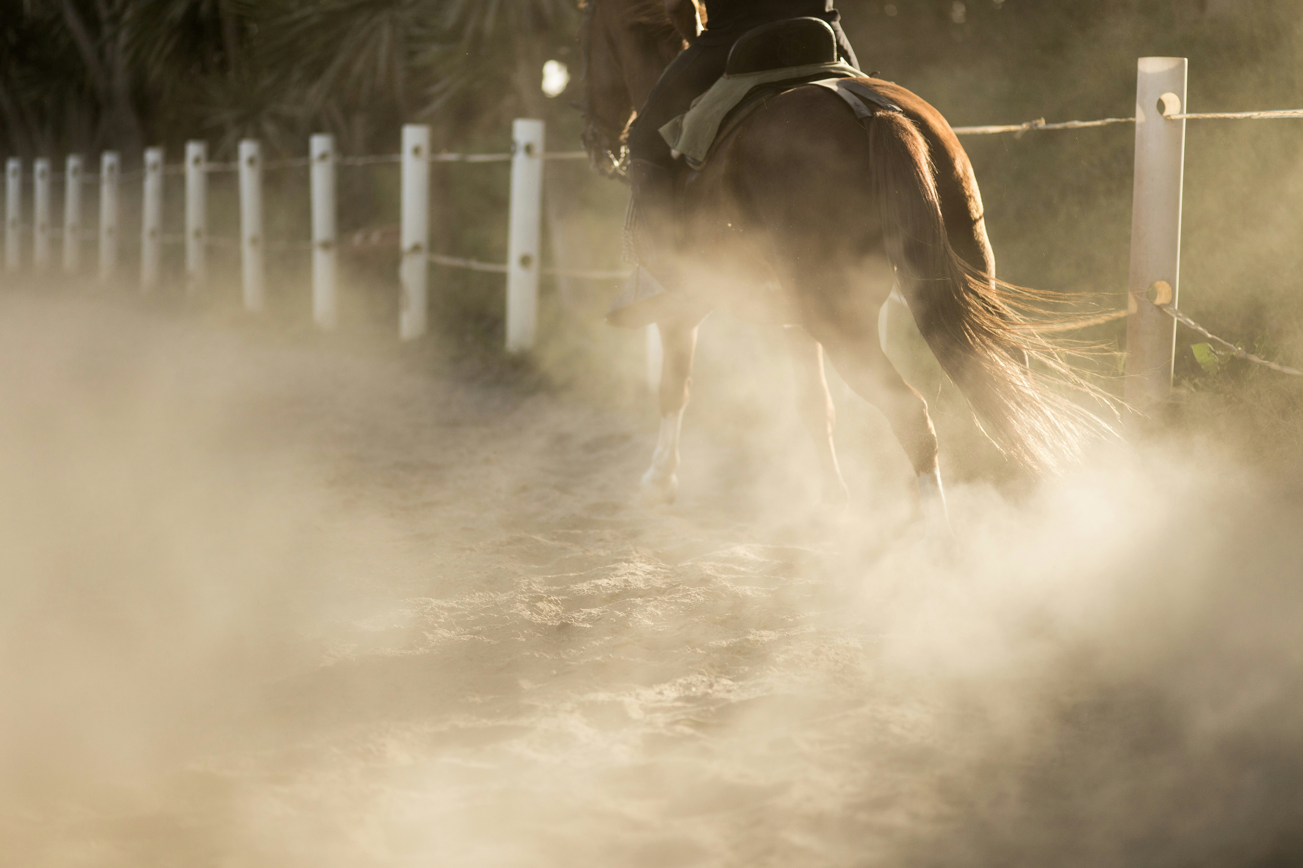 Golden Dust Drift: Backlit Gallop in a Quiet Arena