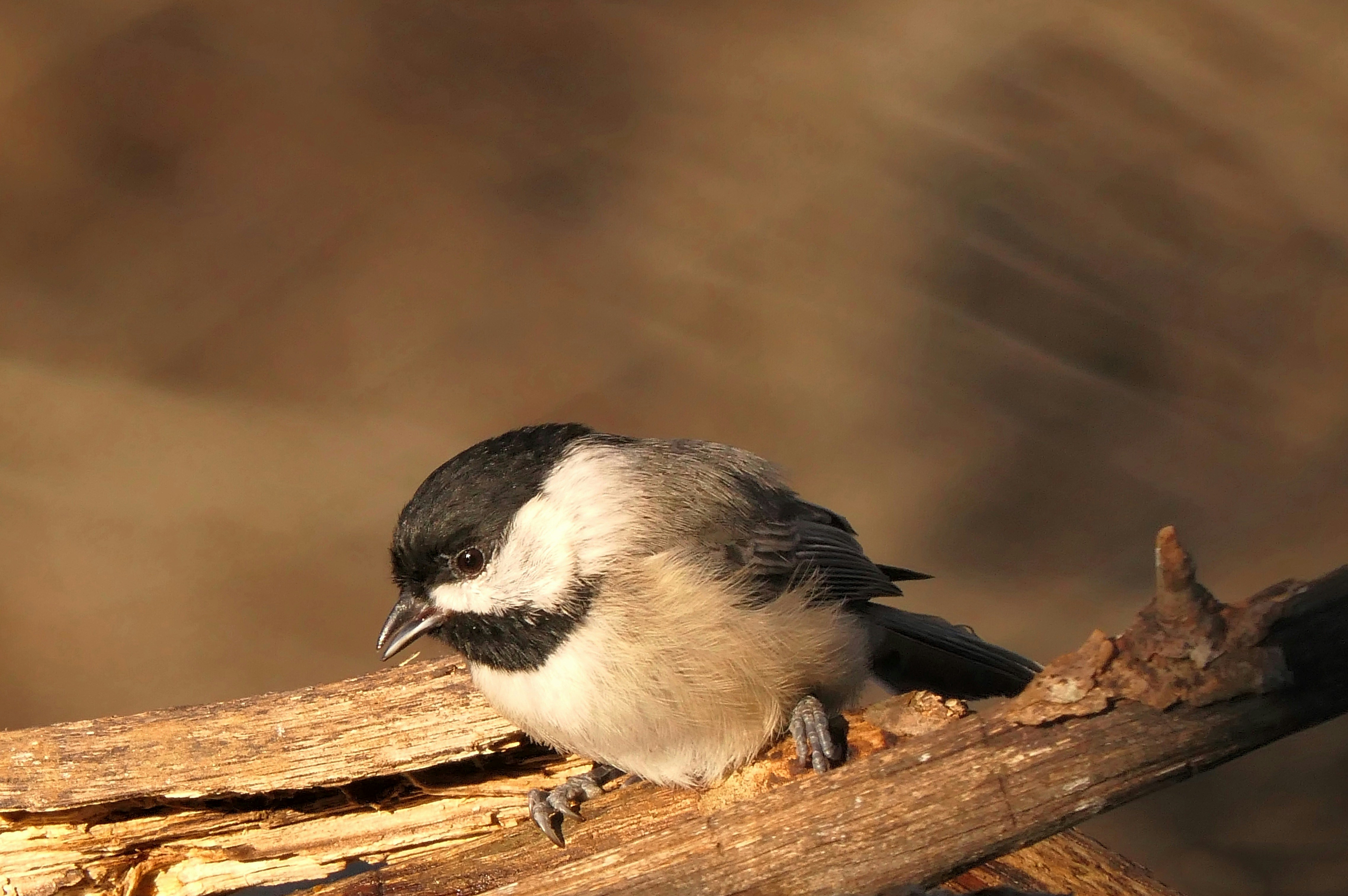 A small bird perched on a weathered log, surrounded by a softly blurred natural backdrop.