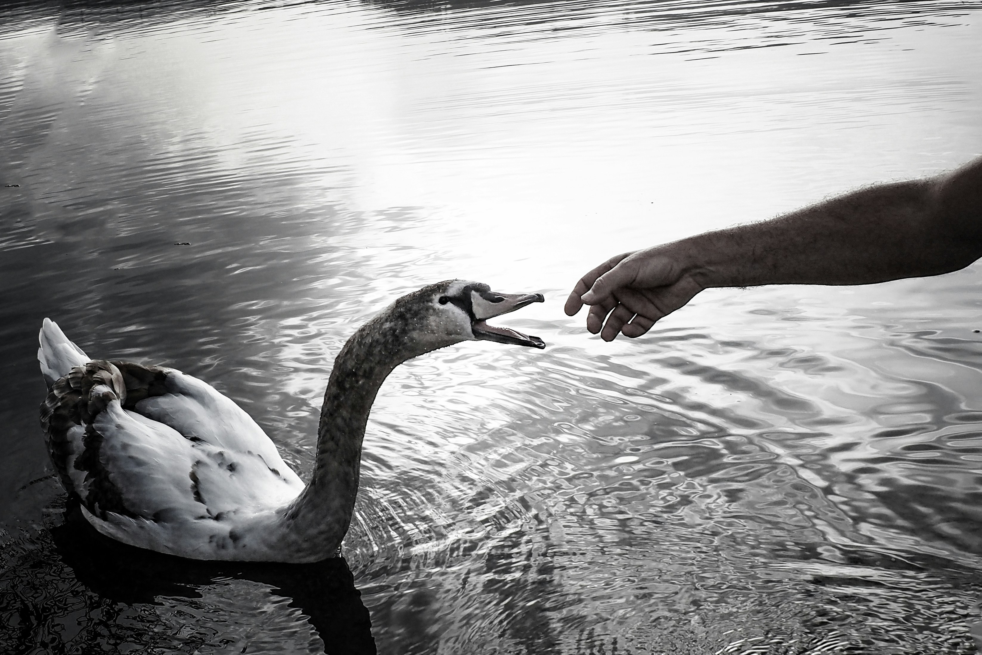 Gesture at the Waterline: A Swan Meets a Gentle Offer