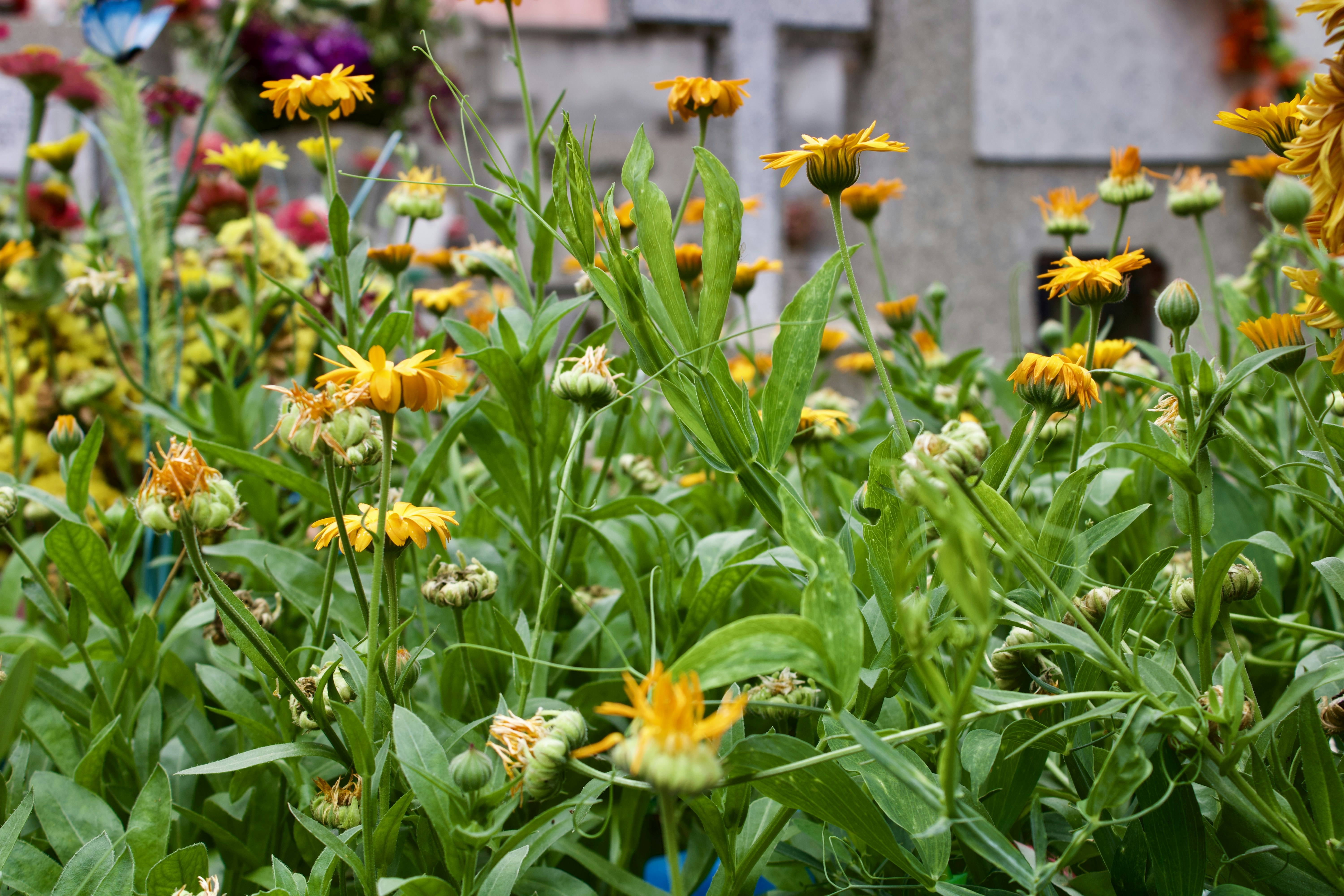 Sunlit Yellow Daisies Crowding a Lush Garden Against a Suburban Backdrop