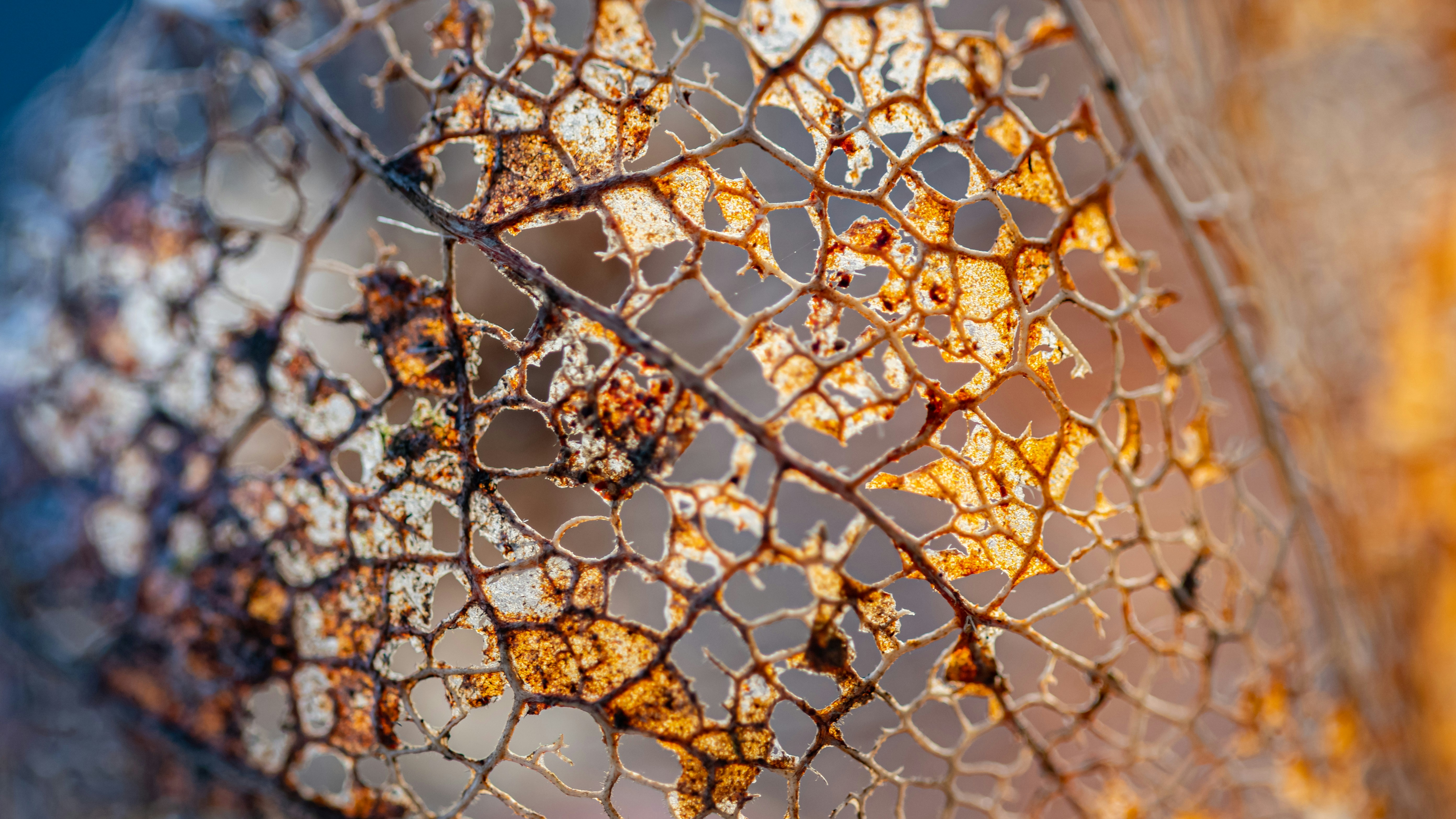 Lattice of Light: Dried Foam Against a Warm Glow