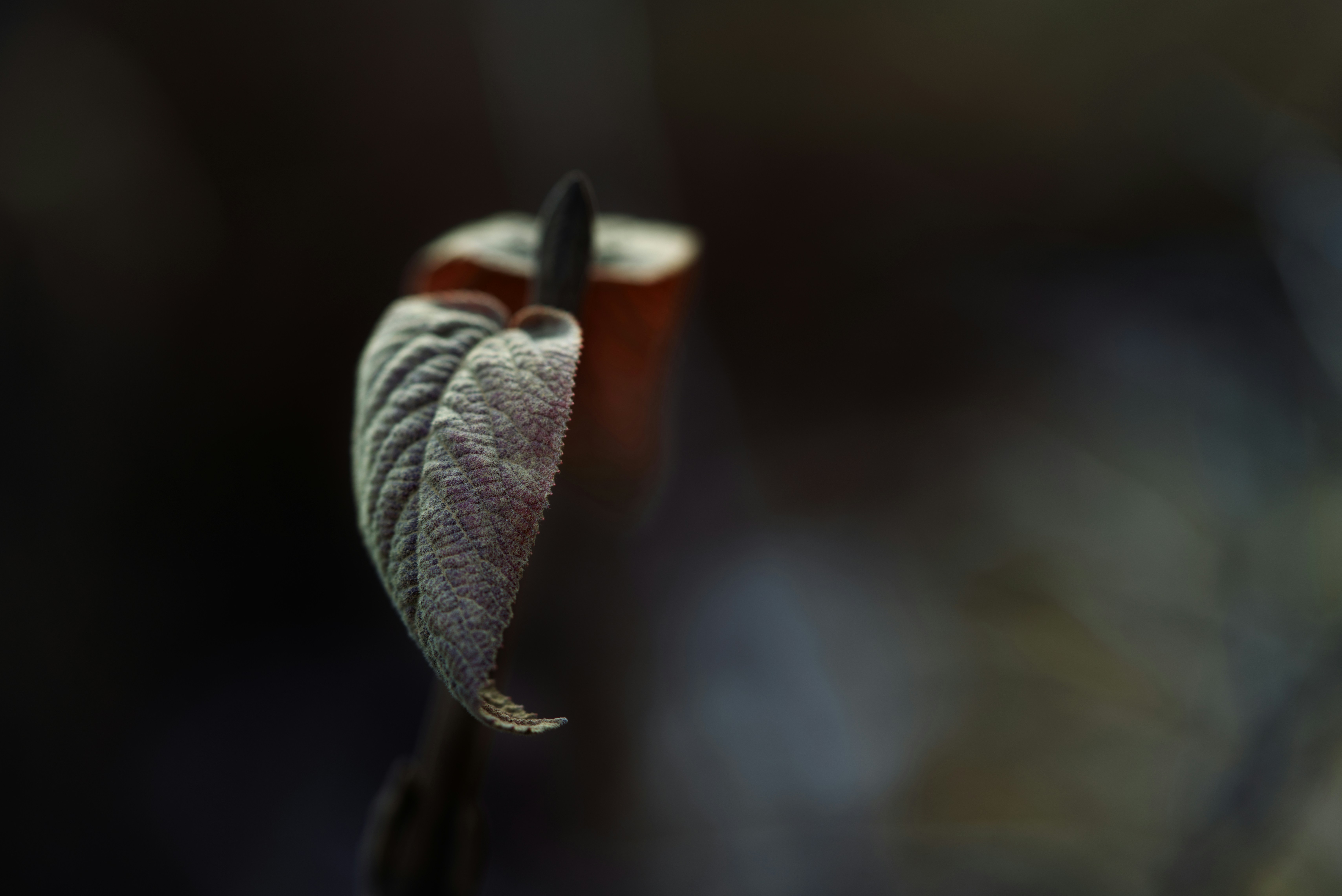 brown and gray leaf in tilt shift lens