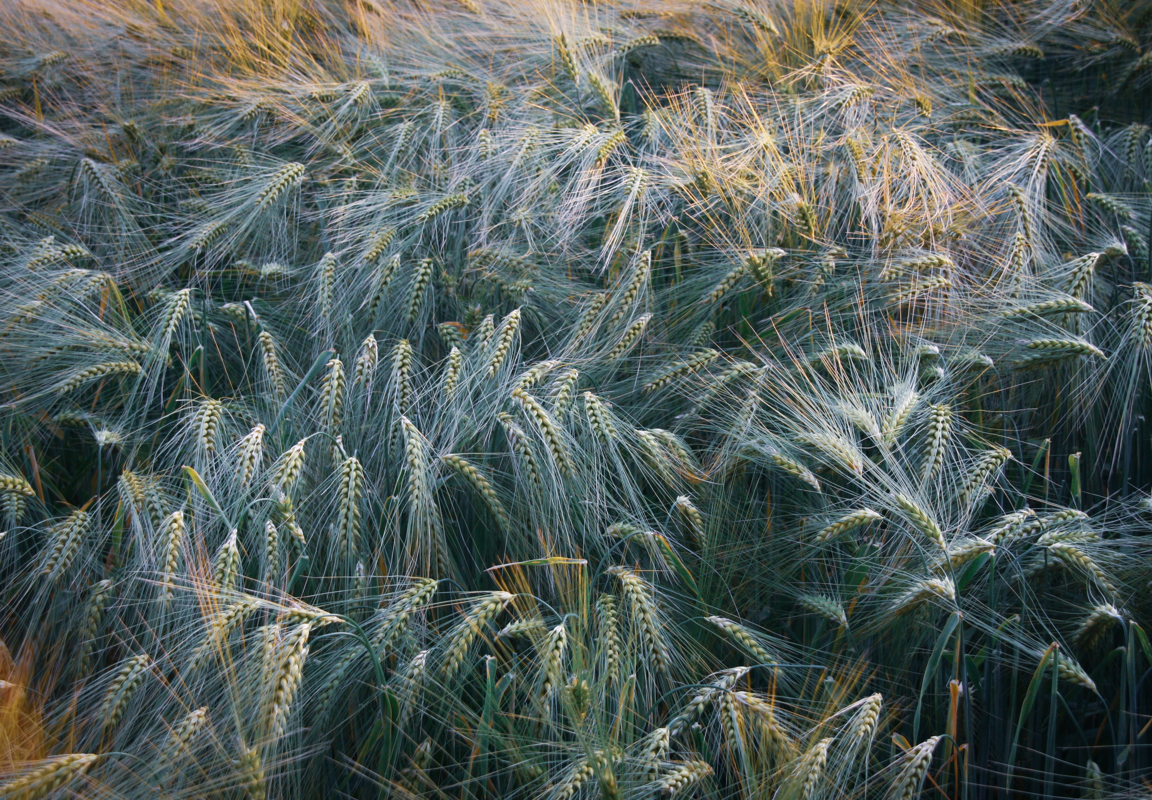 Wheat stalks swaying gently in the breeze, illuminated by the soft light of dawn.