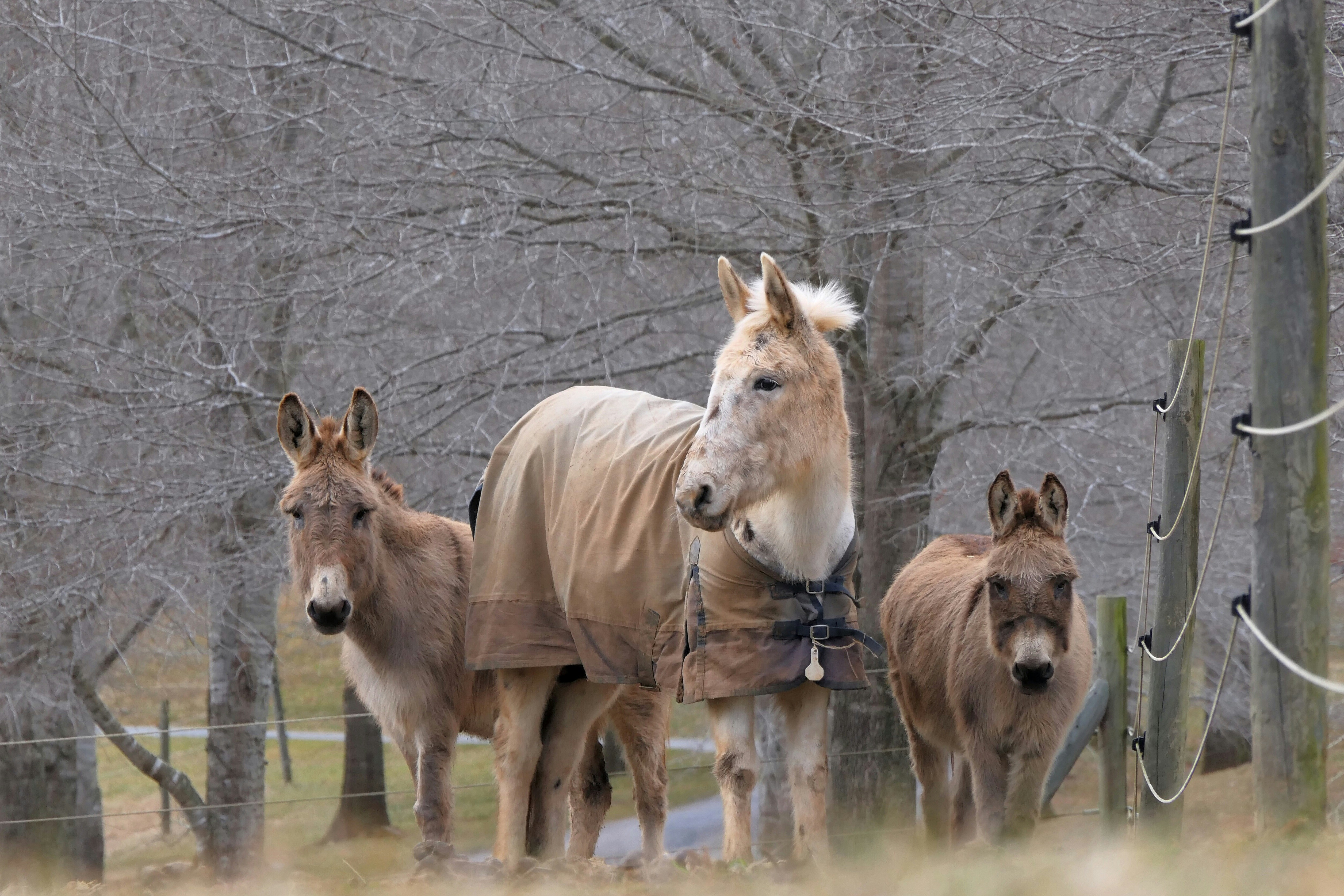 Centered in the Pasture: A Blanket-Clad Mare with Two Foals under Bare Trees