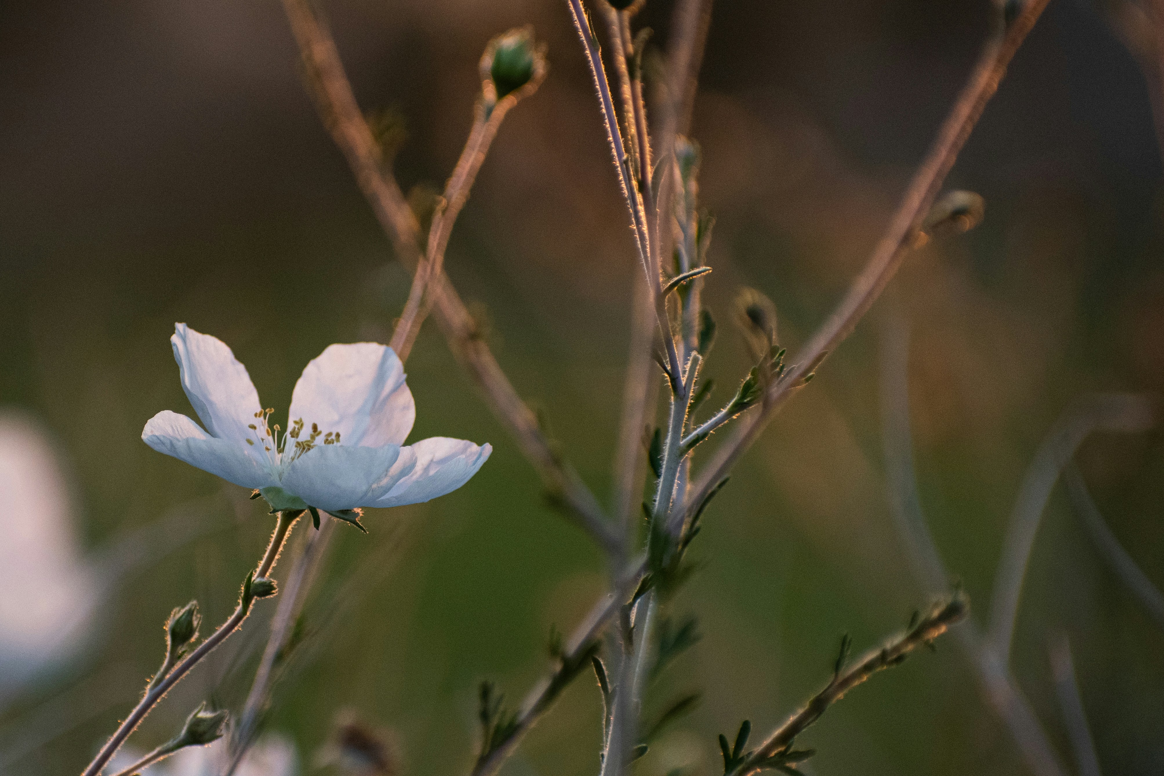 Petal at the Edge: a lone white bloom in a quiet thicket