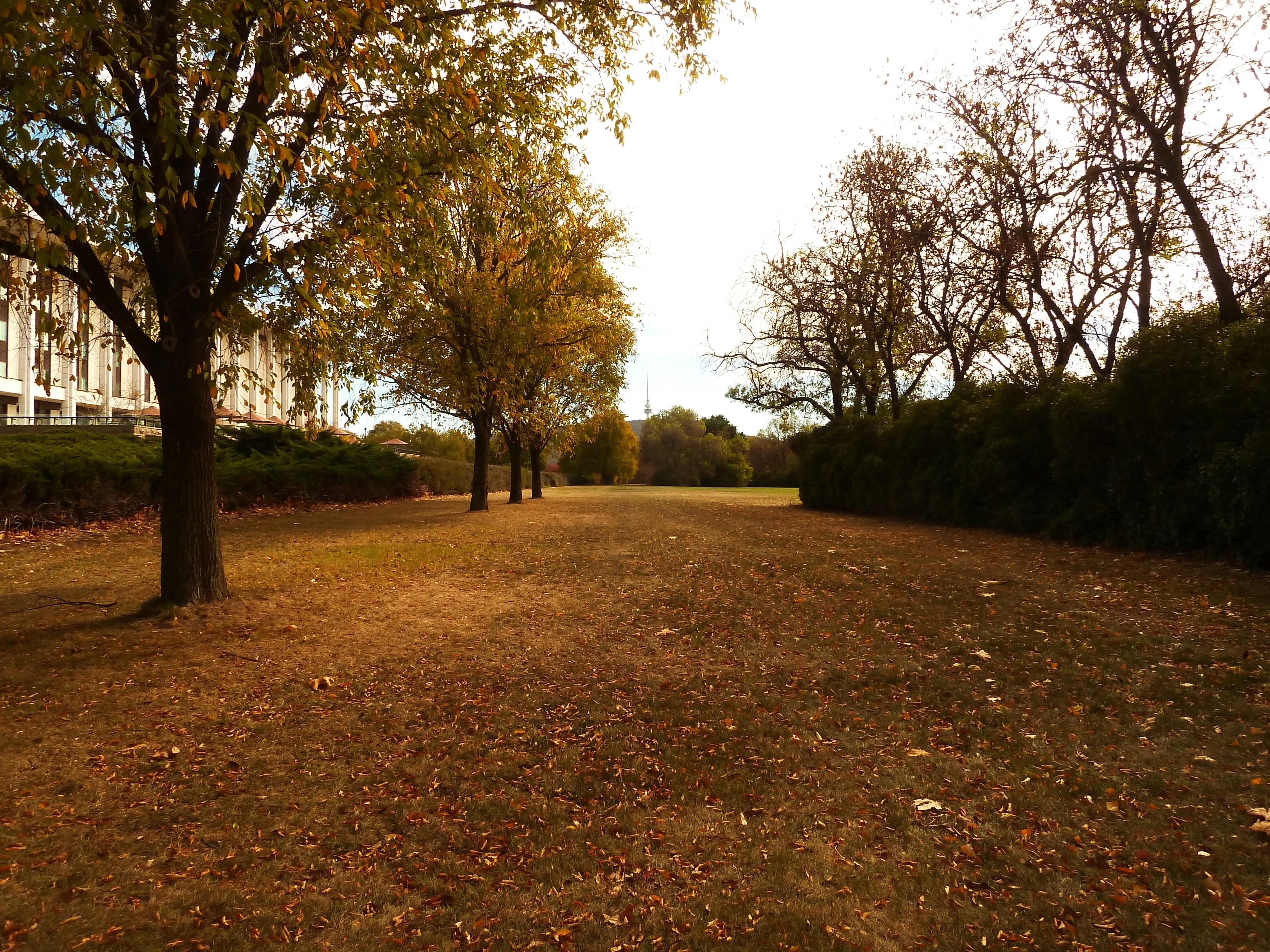 Leaf-strewn path bordered by trees and a distant building under an overcast sky.