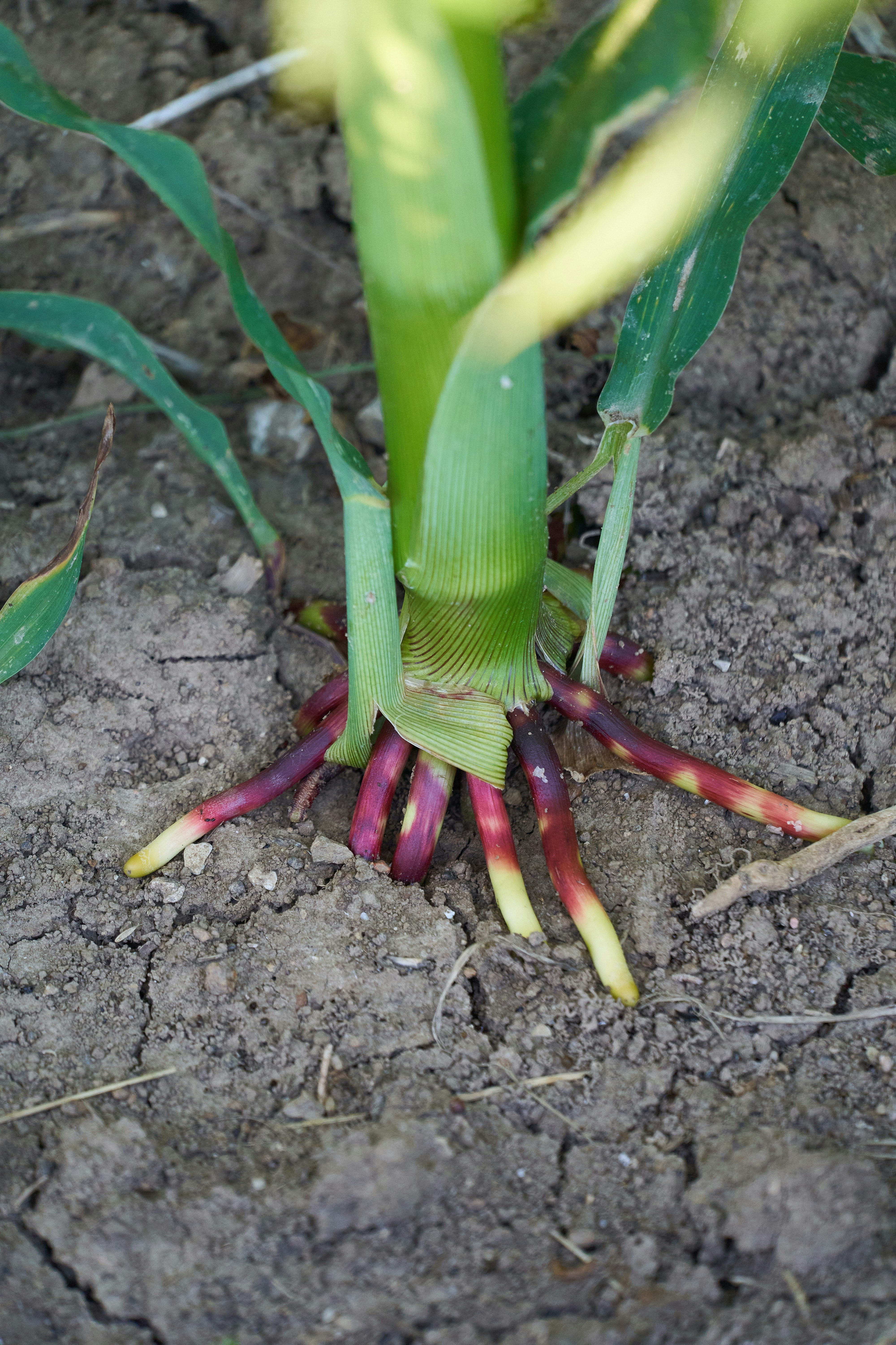 New Growth Emerges from the Soil: A Close-Up of a Plant Crown