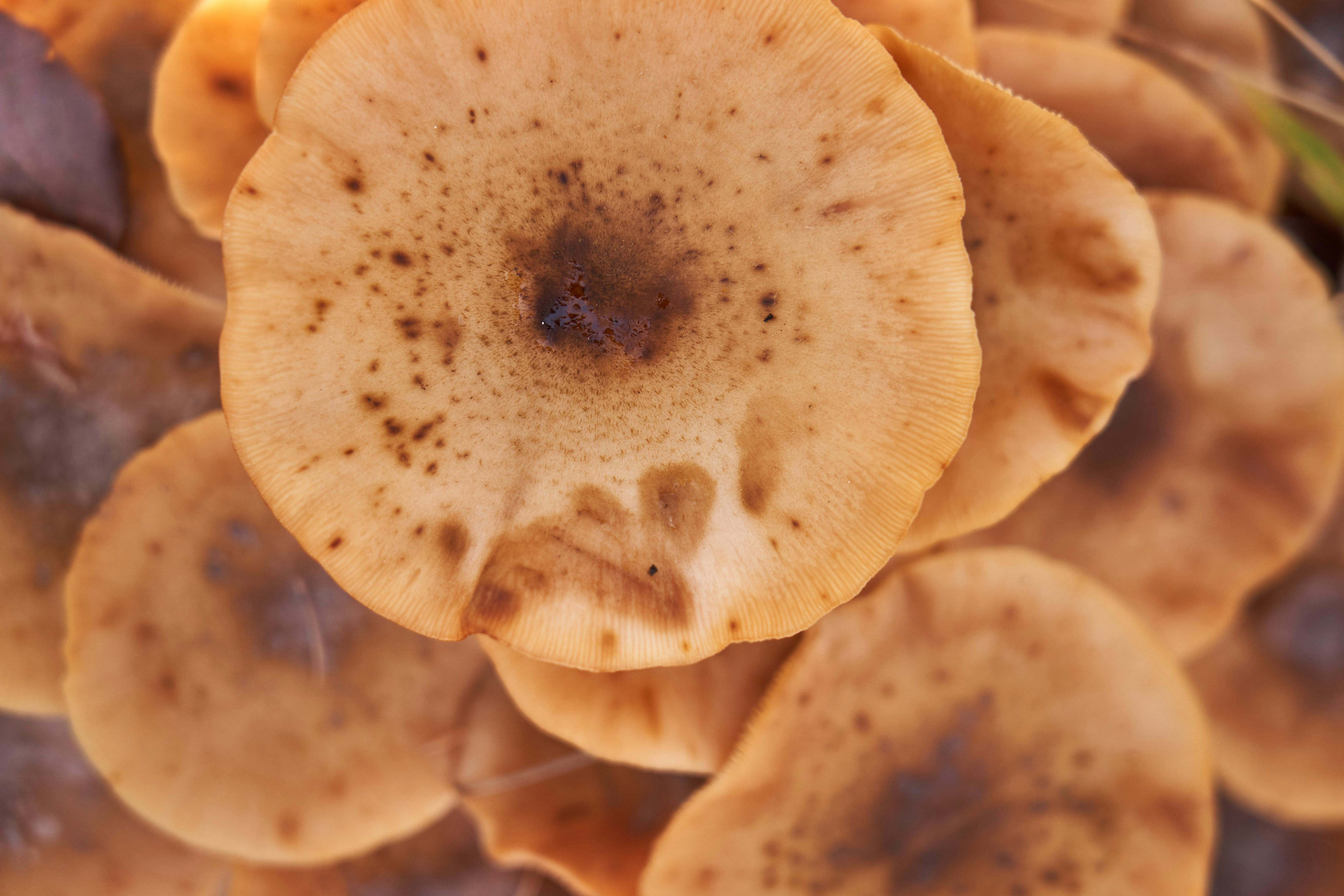 Top-Down Macro Portrait: A Halo of Brown Mushroom Caps