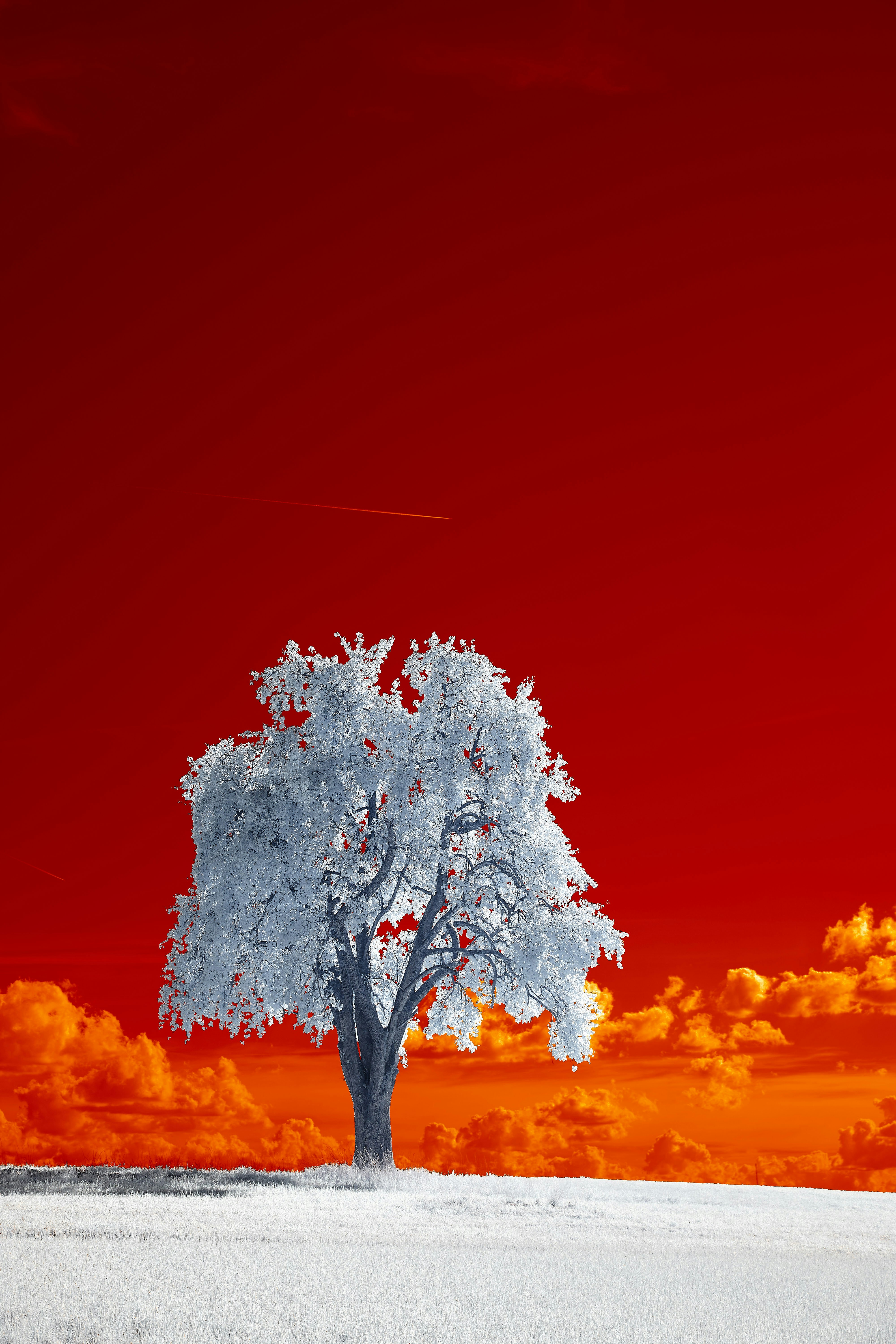 White leaf tree during sunset photo – Free Nature Image on Unsplash