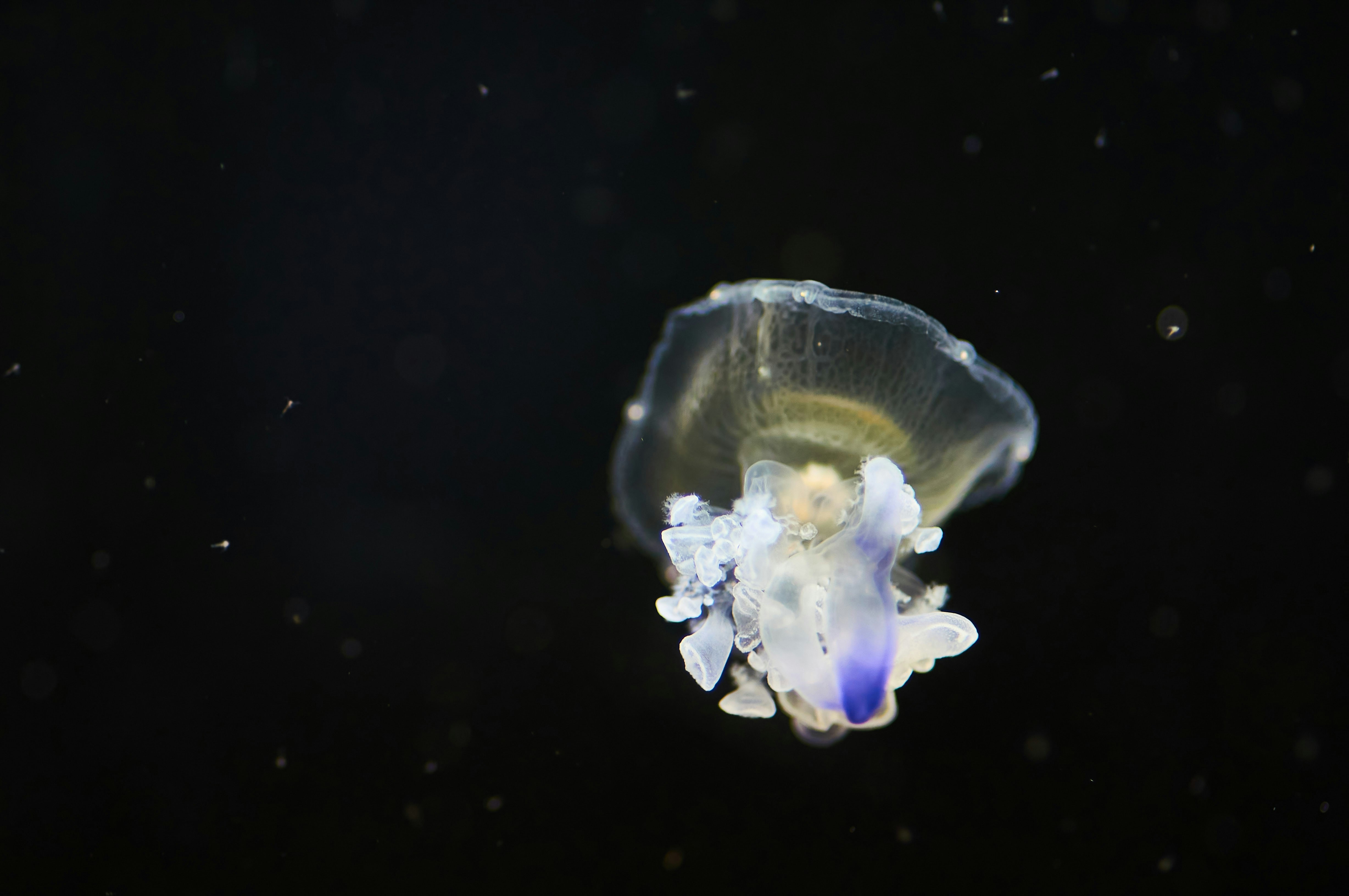 Translucent Ghost Medusa Drifts in Velvet Darkness