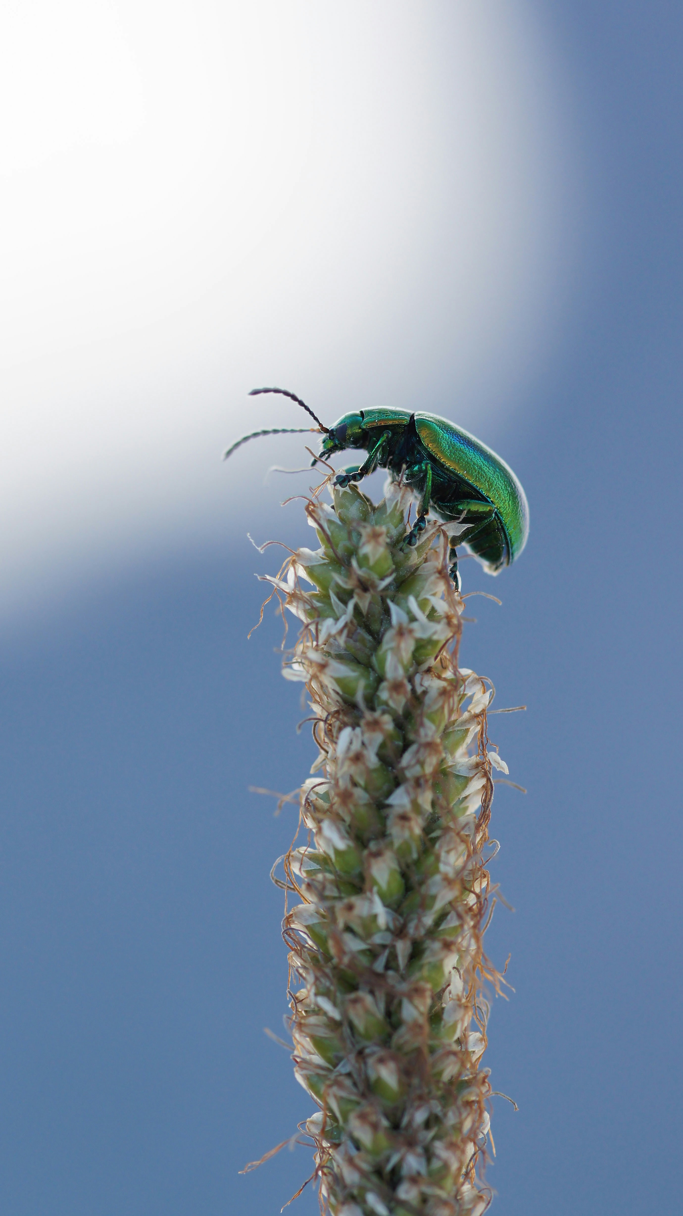 green beetle perched on green plant in close up photography during daytime