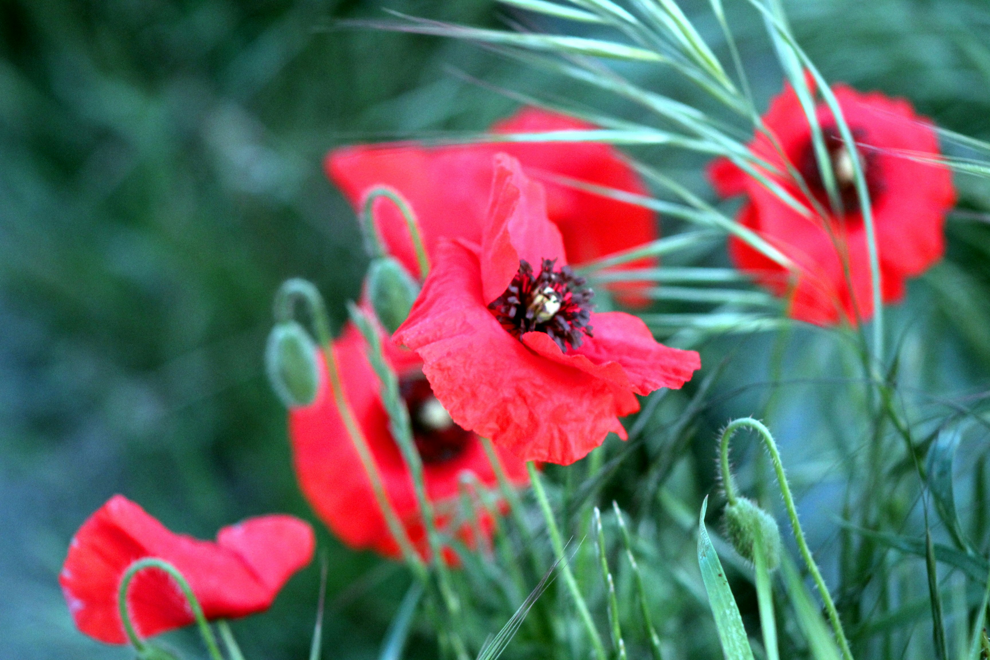 red flower in tilt shift lens