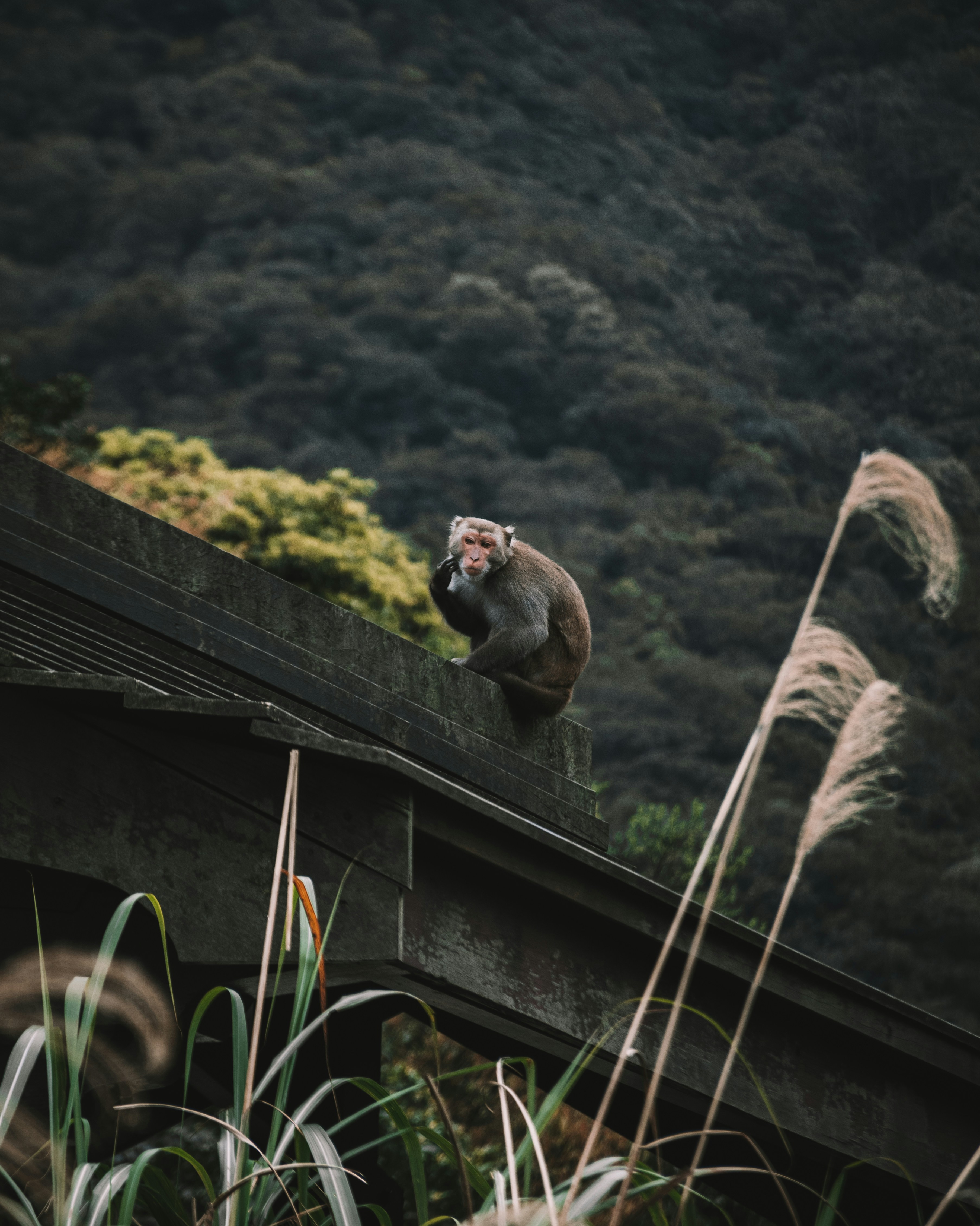Rooftop Watcher: A Macaque Scans the Forested Horizon