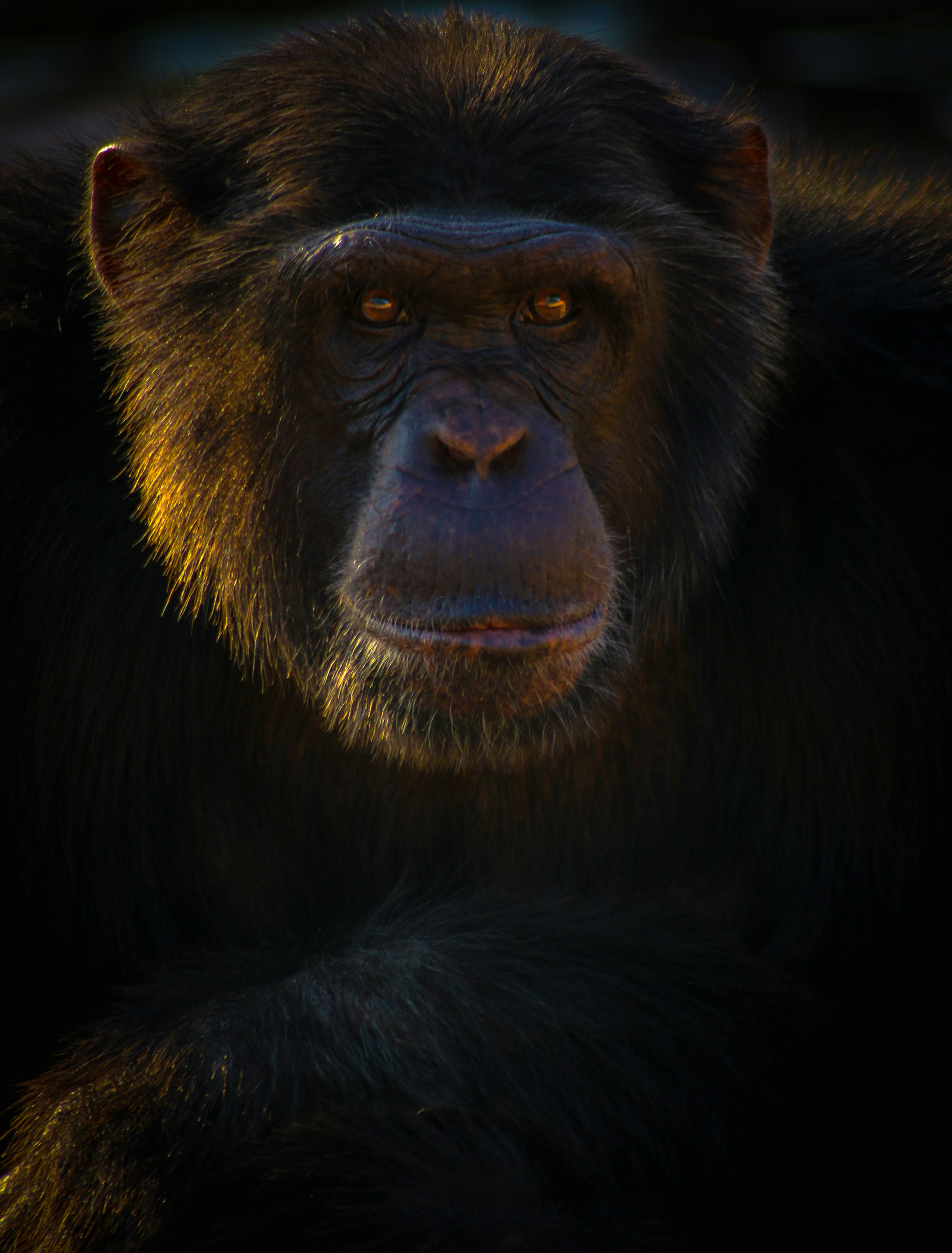 Black and brown monkey in close up photography photo – Free Nofa ...