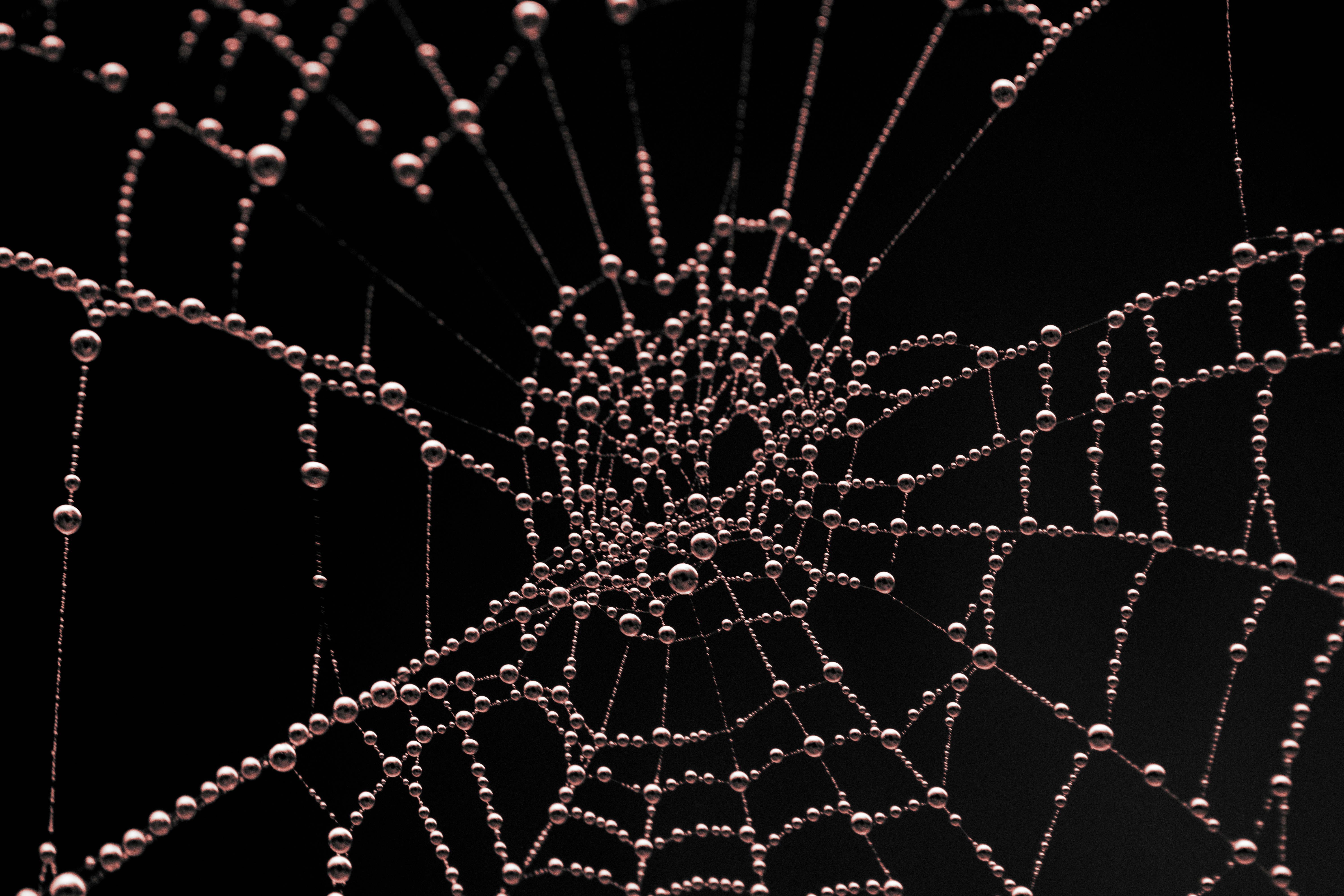 Dewdrop Web: an intricate bloom of droplets in a spider’s cathedral