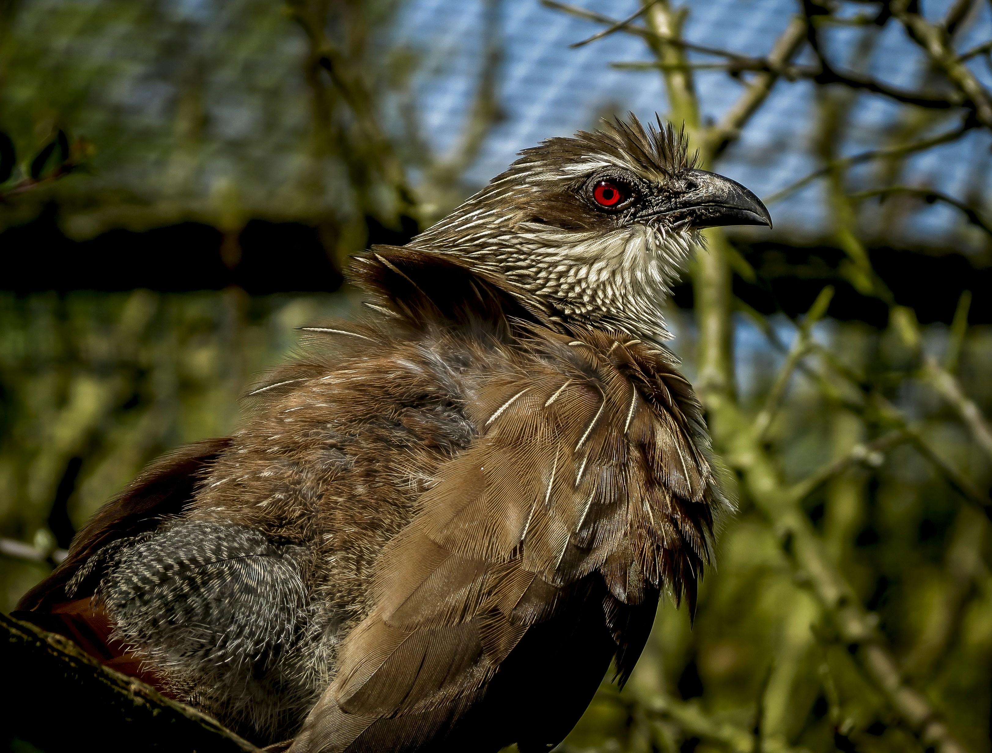 A bird with striking red eyes perched amidst thorny branches, showcasing its intricate feather patterns and vigilant demeanor.