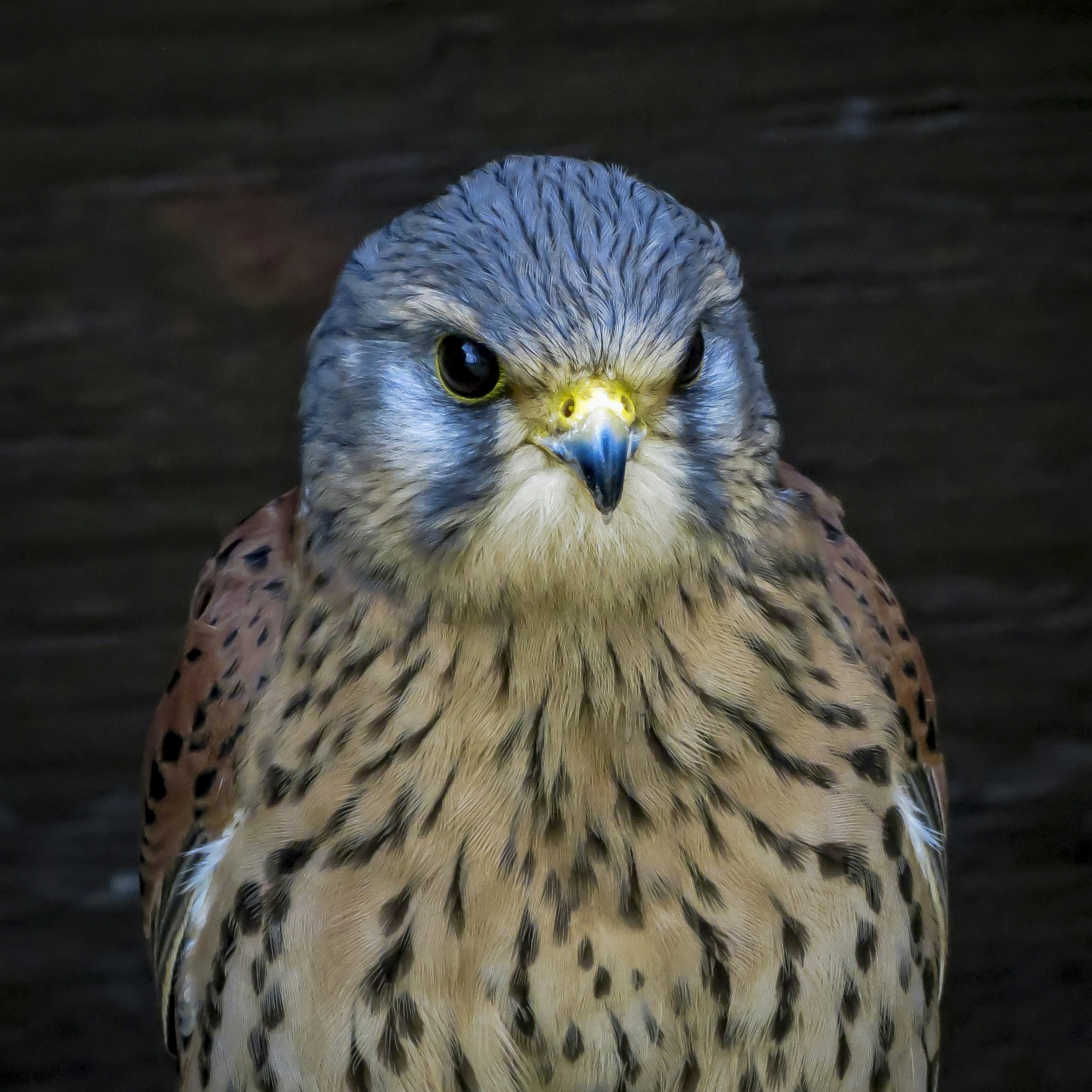 Close-up of a falcon's head and chest perched against a dark background, highlighting intricate plumage and a piercing gaze. This portrait-focused shot emphasizes texture and the bird's intense stare.