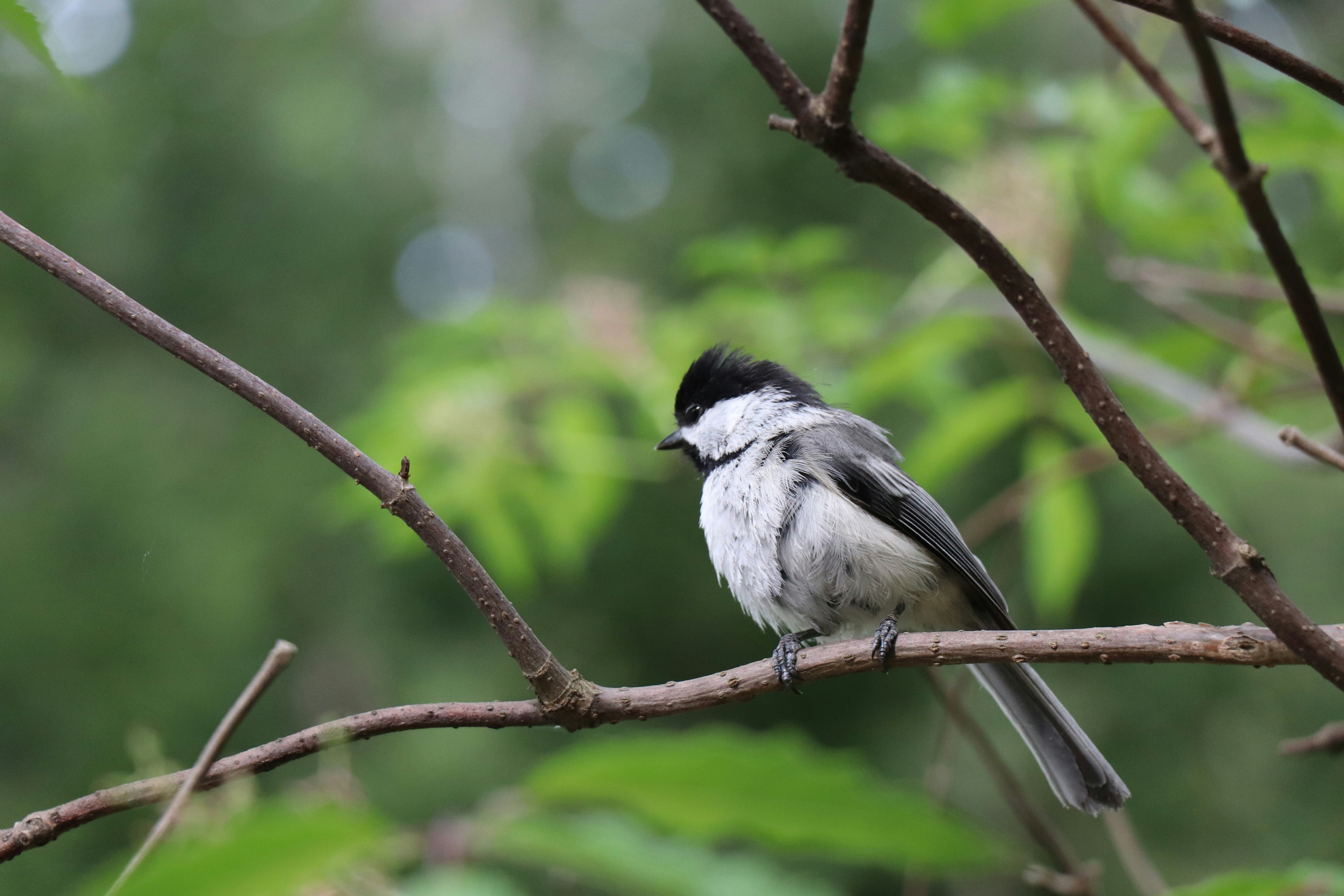 Chickadee perched quietly on a branch, surrounded by lush green foliage. The scene captures a moment of tranquility in nature.