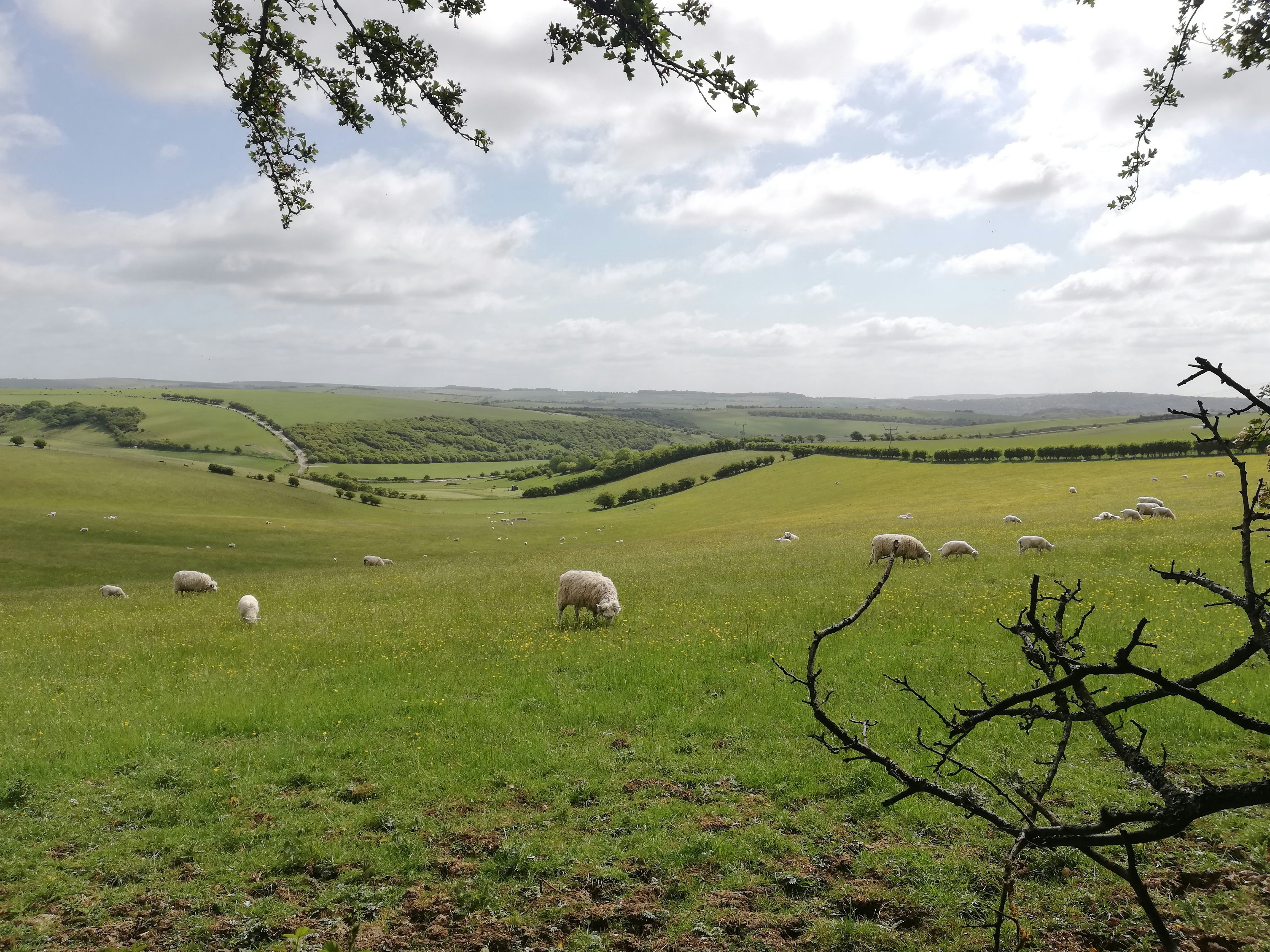 Sheep grazing peacefully across rolling green hills under a partly cloudy sky, framed by a branch in the foreground.