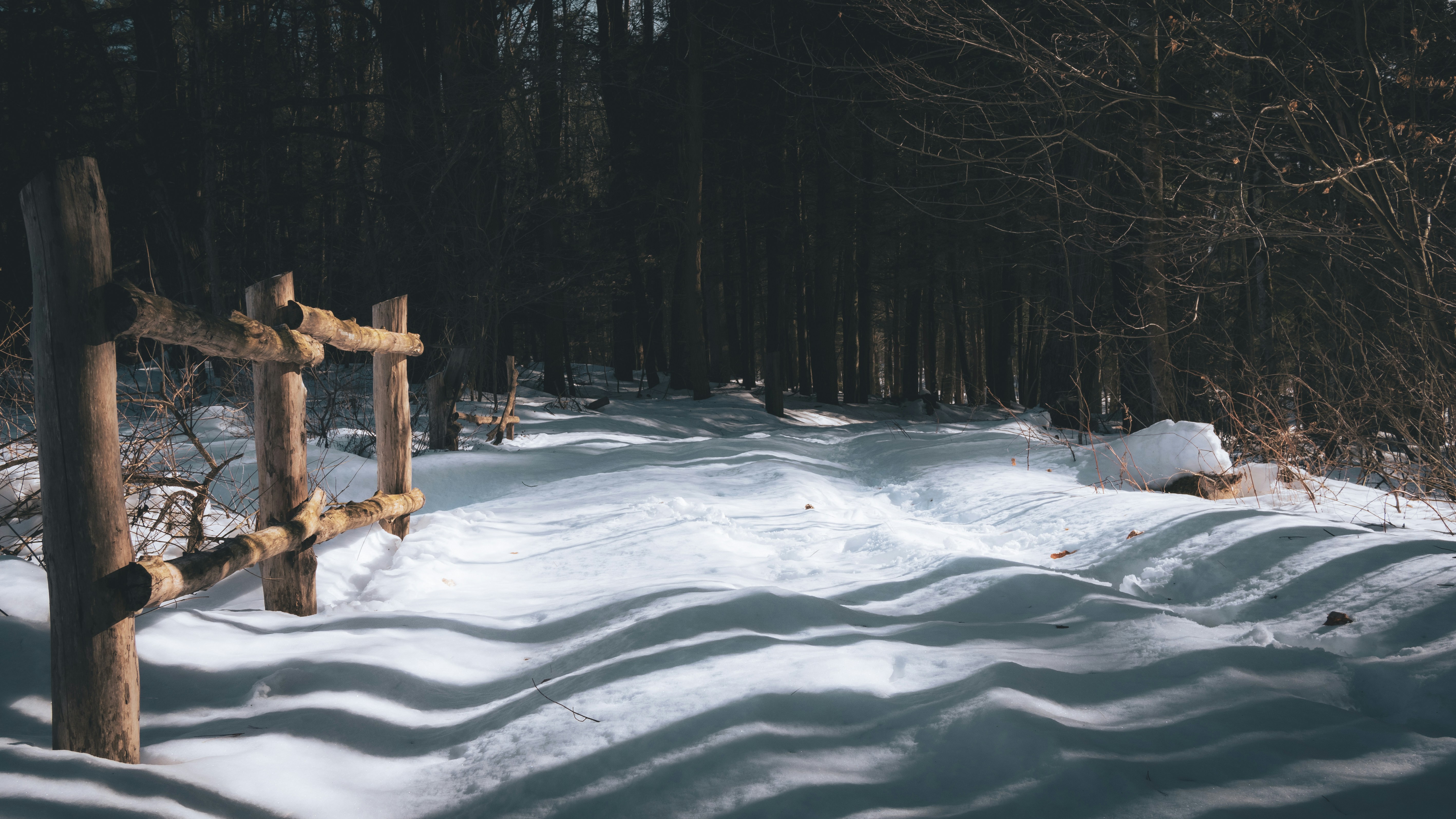 Whispers of Winter: A Pathway Through Shadows