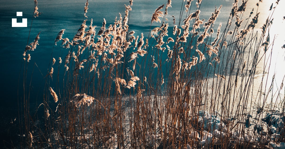 Brown Grass Near Body Of Water During Daytime Photo Free Rīga Image On Unsplash