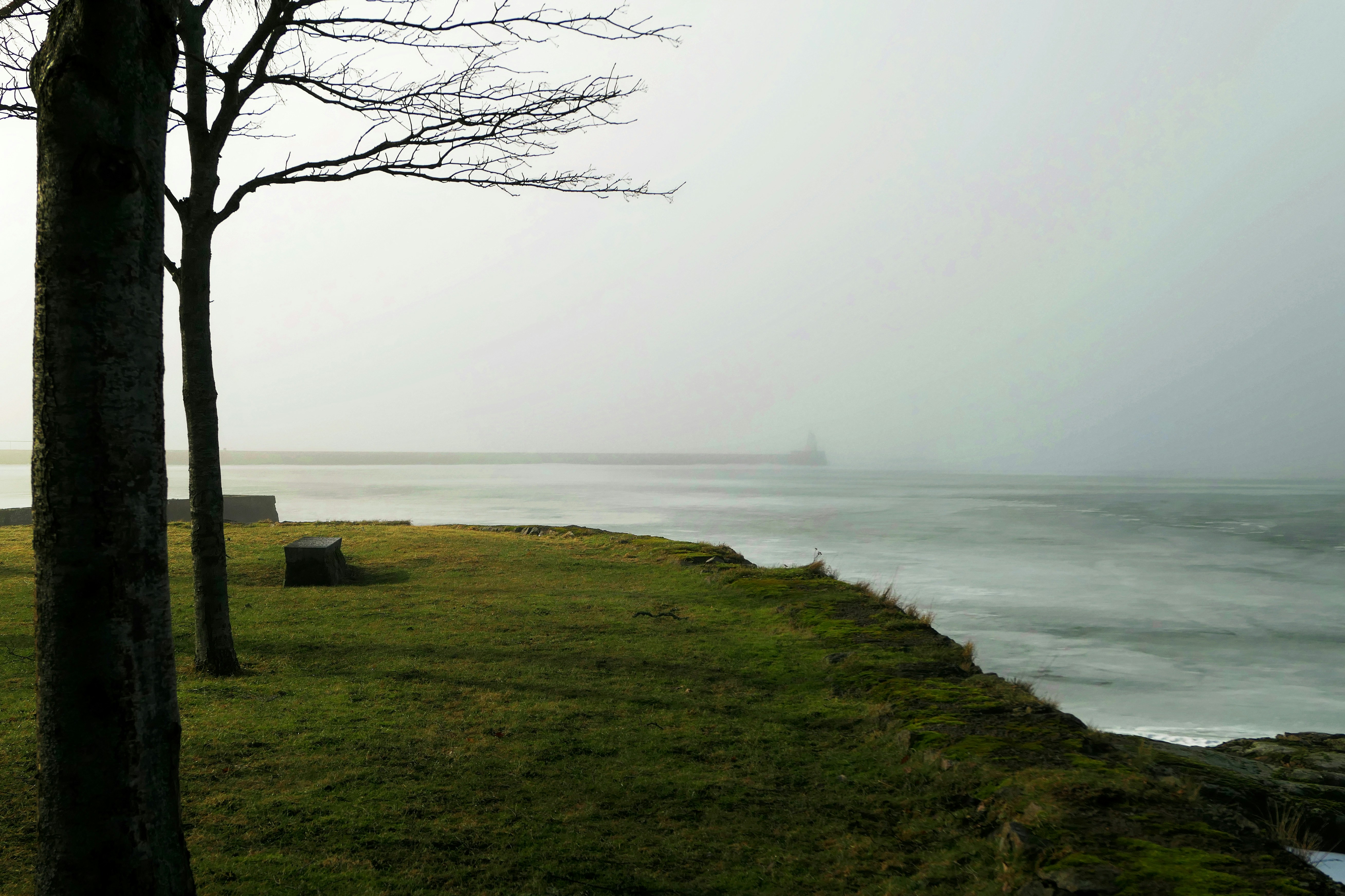 brown bare tree near body of water during daytime