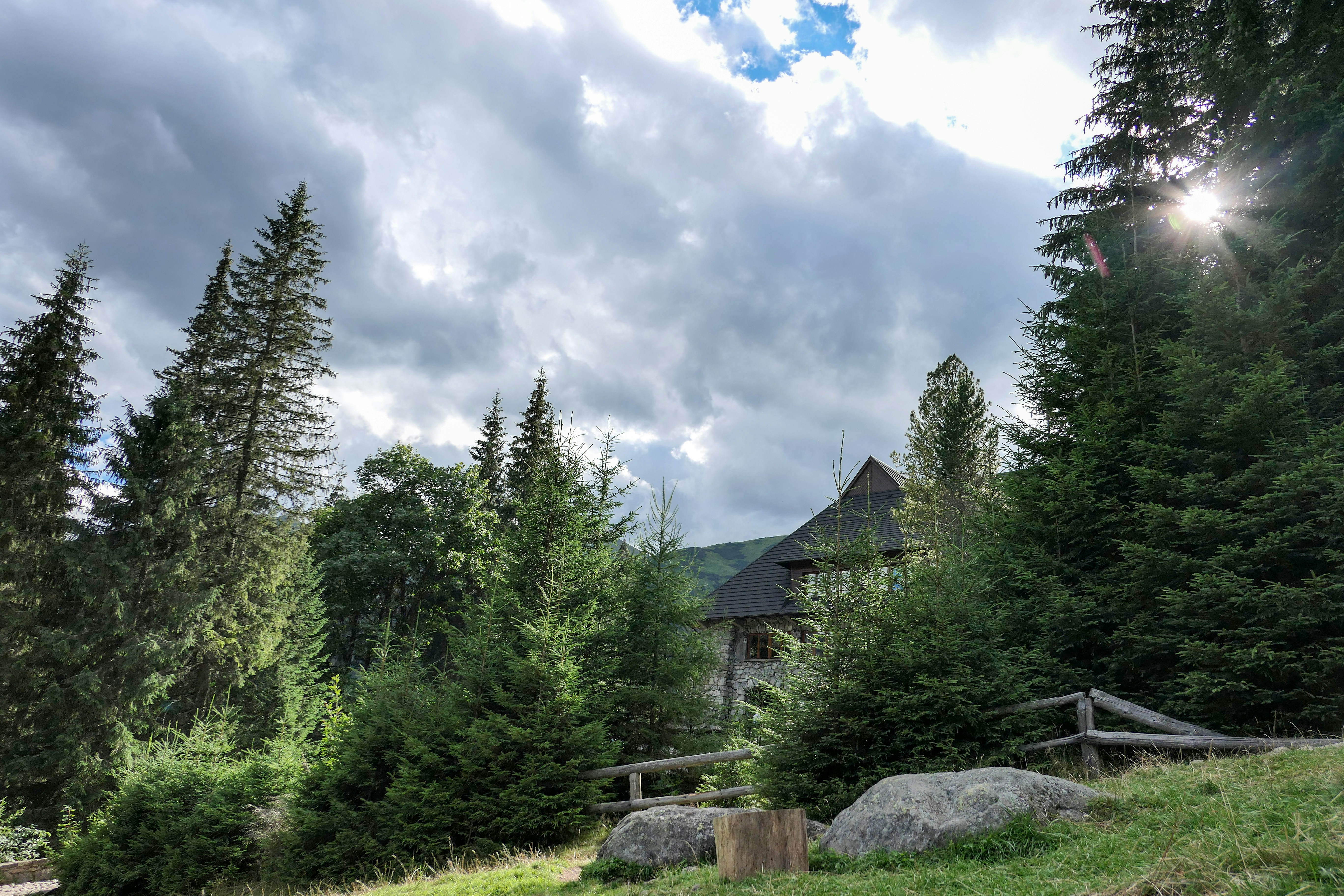 Green pine trees under white clouds and blue sky during daytime photo ...