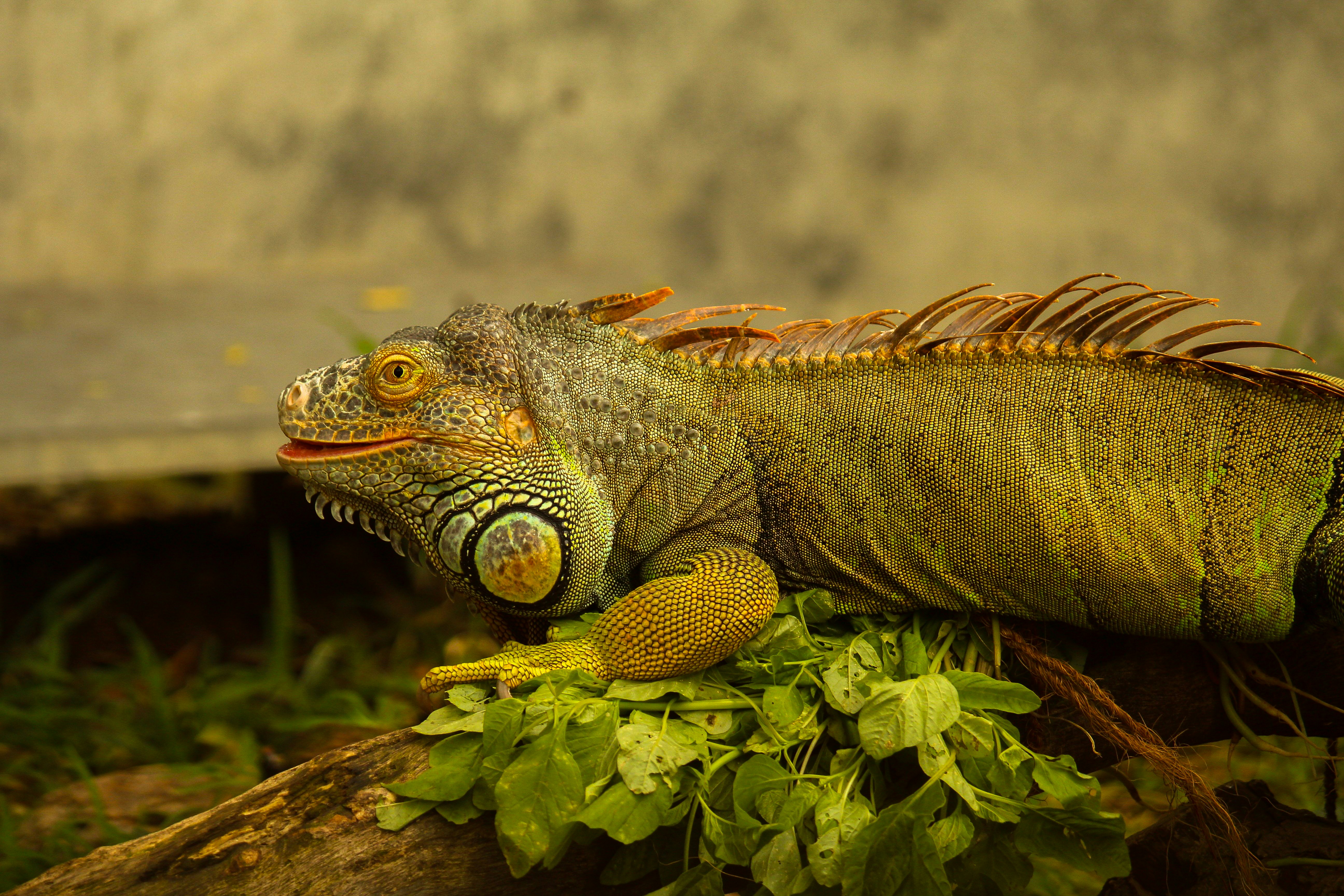 Green iguana.