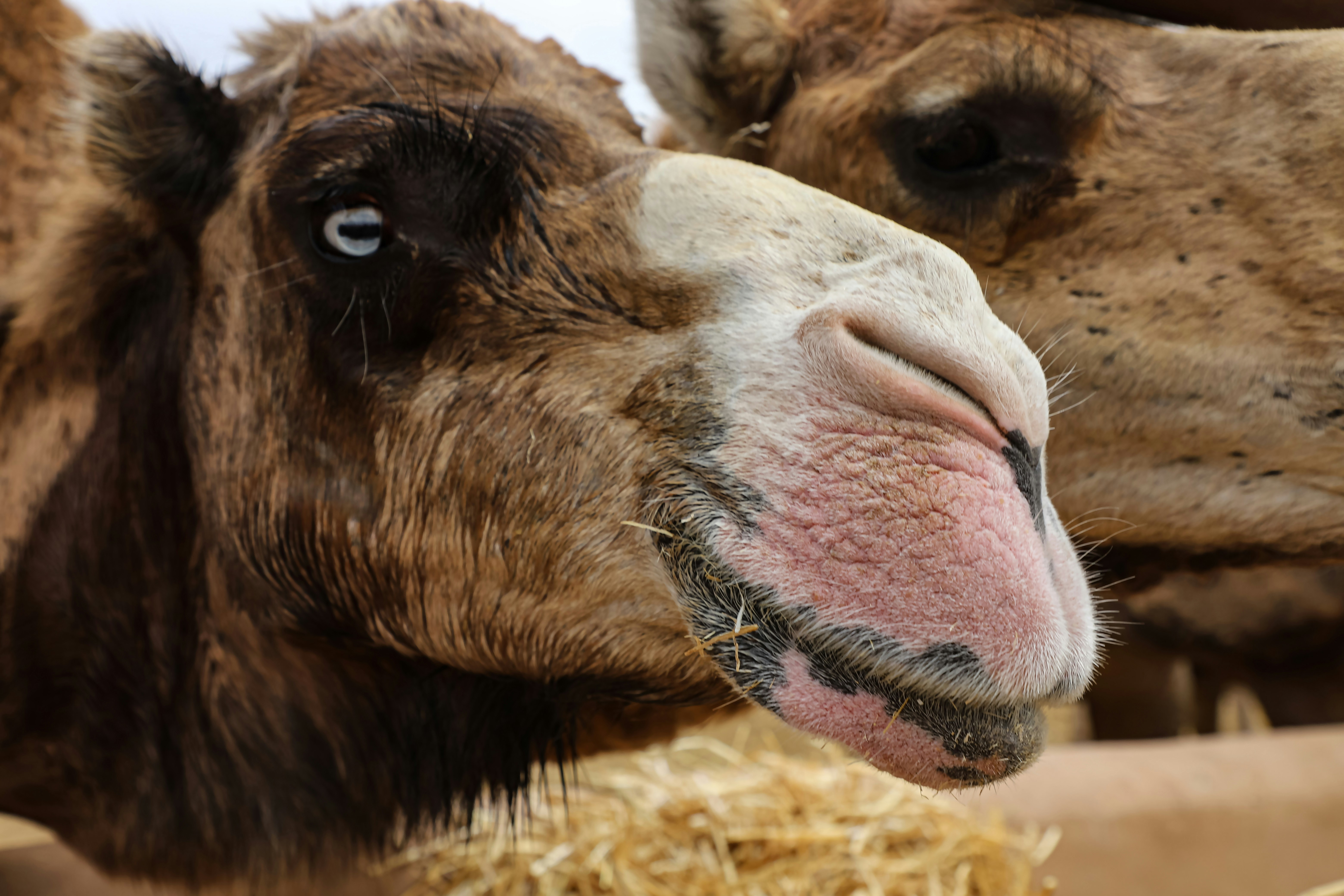 Close-up of a curious bovine snout and eye in straw-lit barn ioving the lens