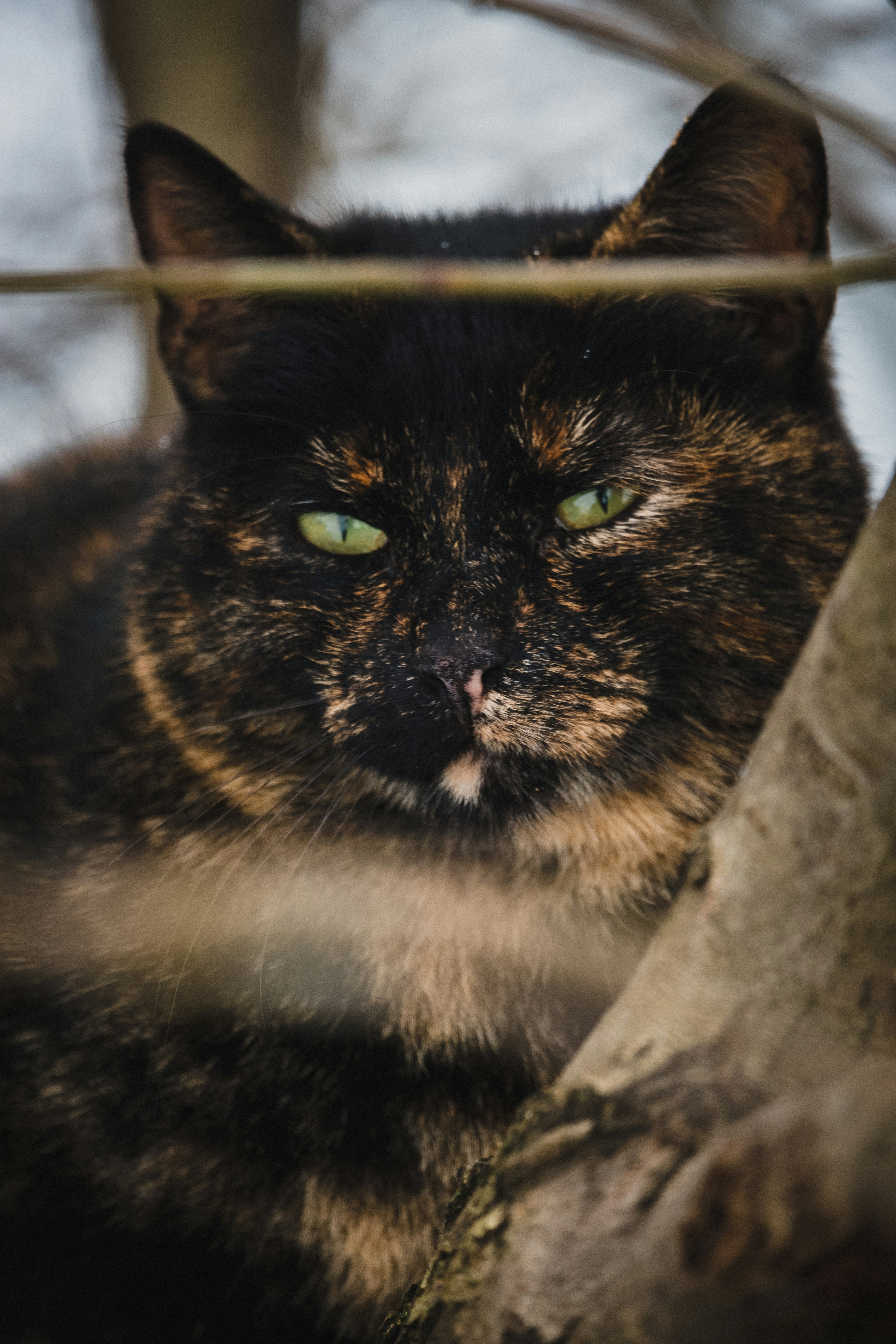Emerald Gaze Behind Twig Veil: A Tortie Cat in the Branches
