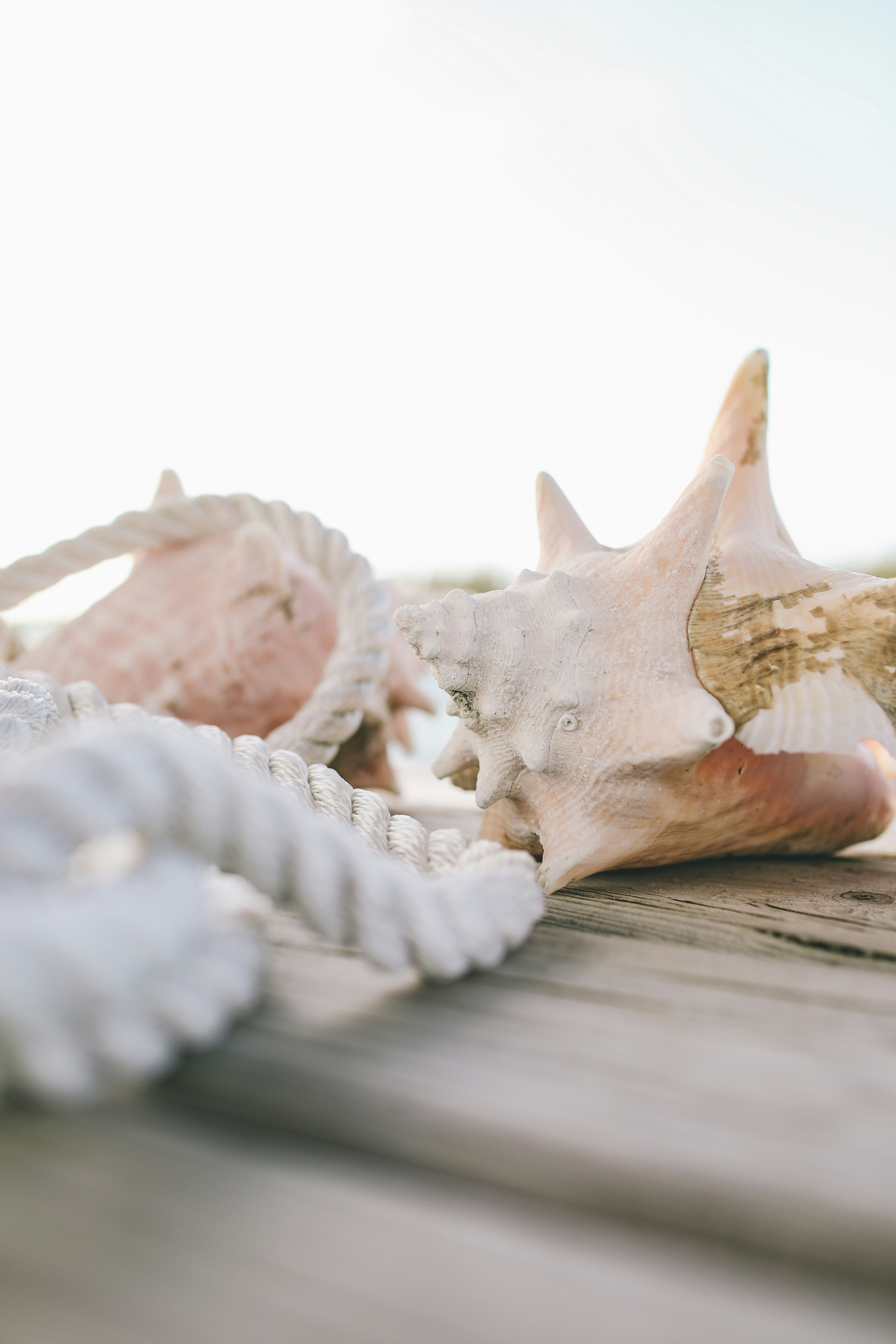 Shells Pictures | Download Free Images on Unsplash