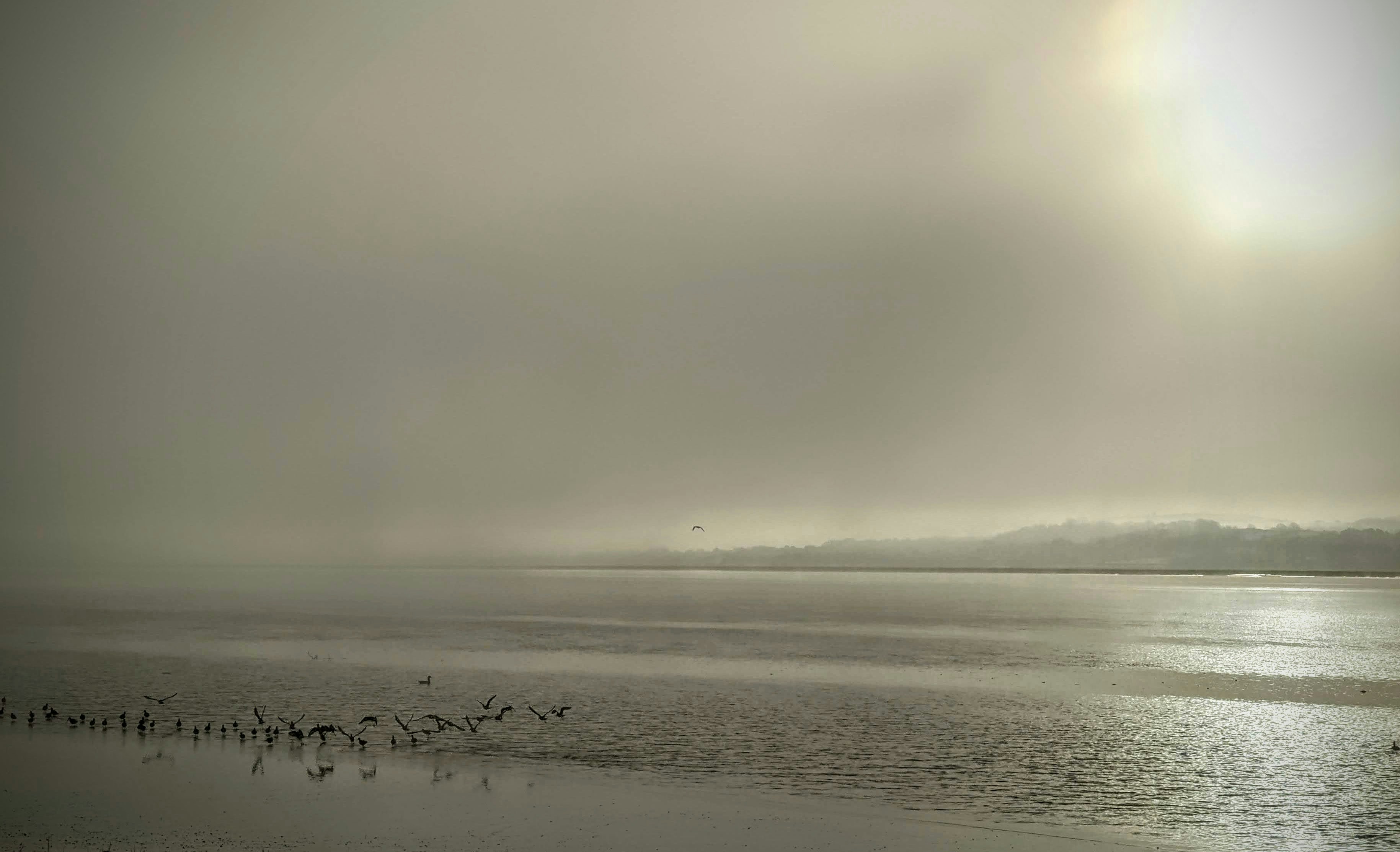 Flock of birds flying low over a tranquil, fog-laden body of water, with soft light breaking through the haze.