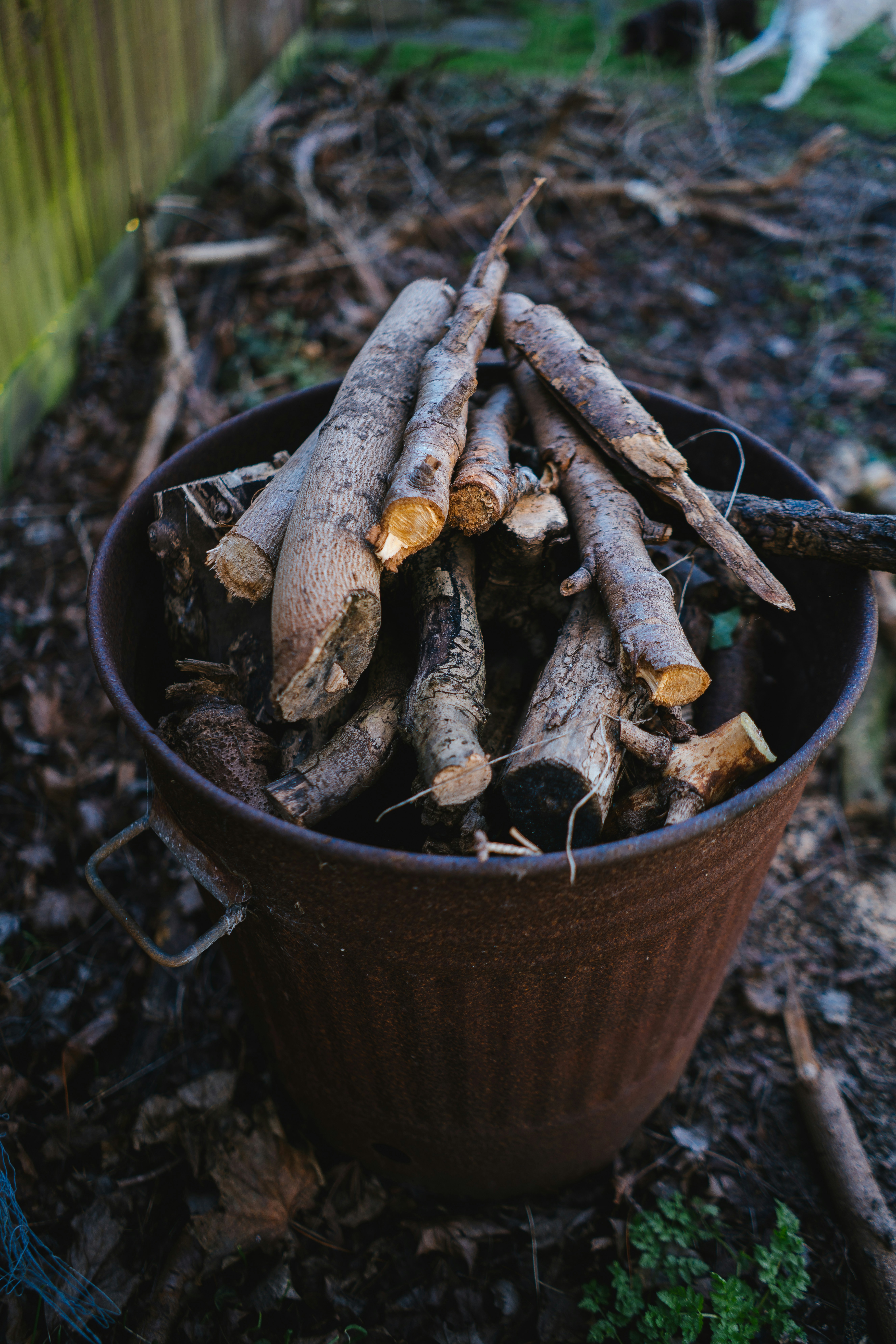 Rusted Bucket, Fresh Kindling: A Quiet Garden Still-Life
