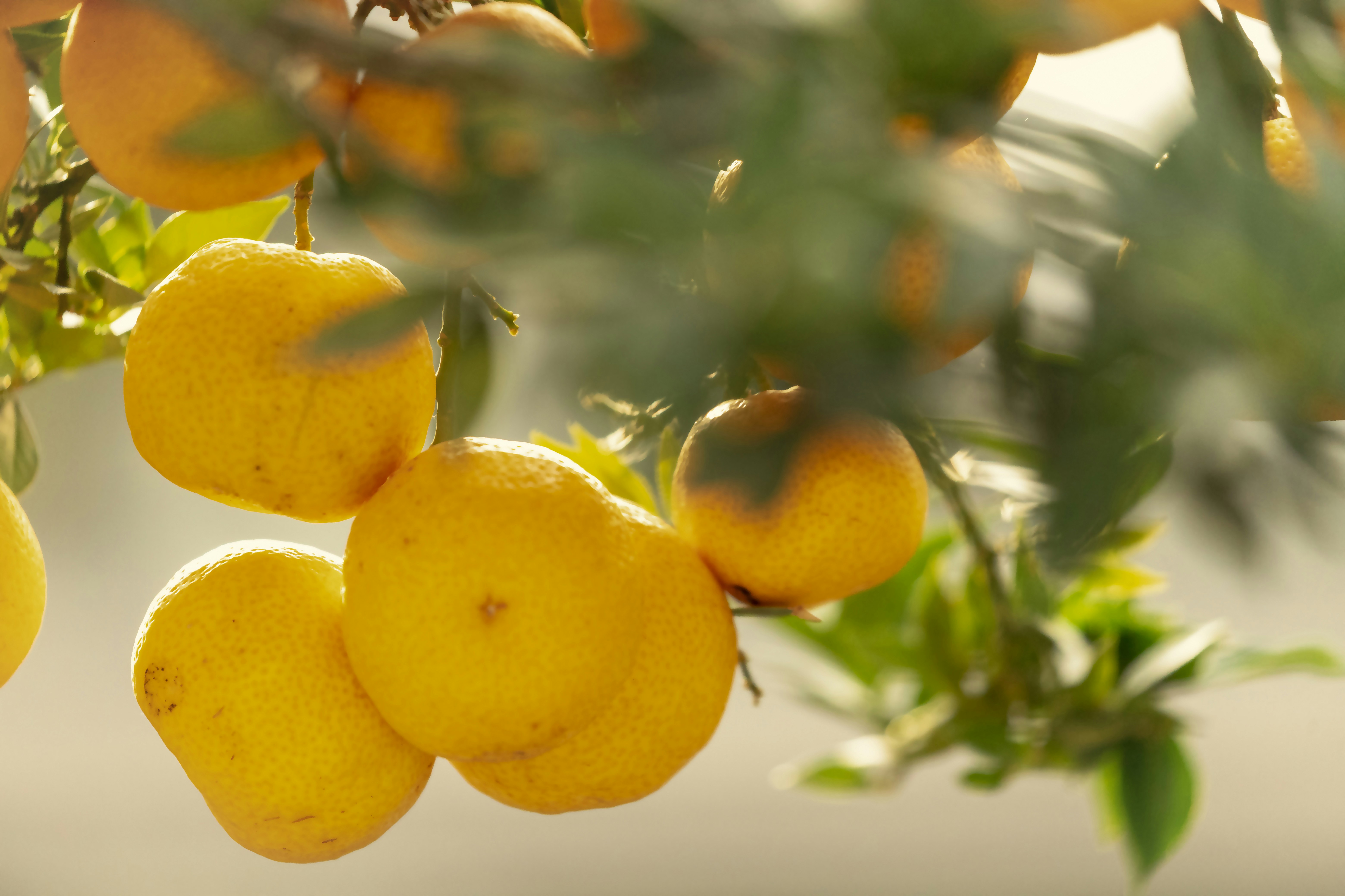 Yellow mandarins hanging from a tree branch with soft sunlight filtering through leaves.