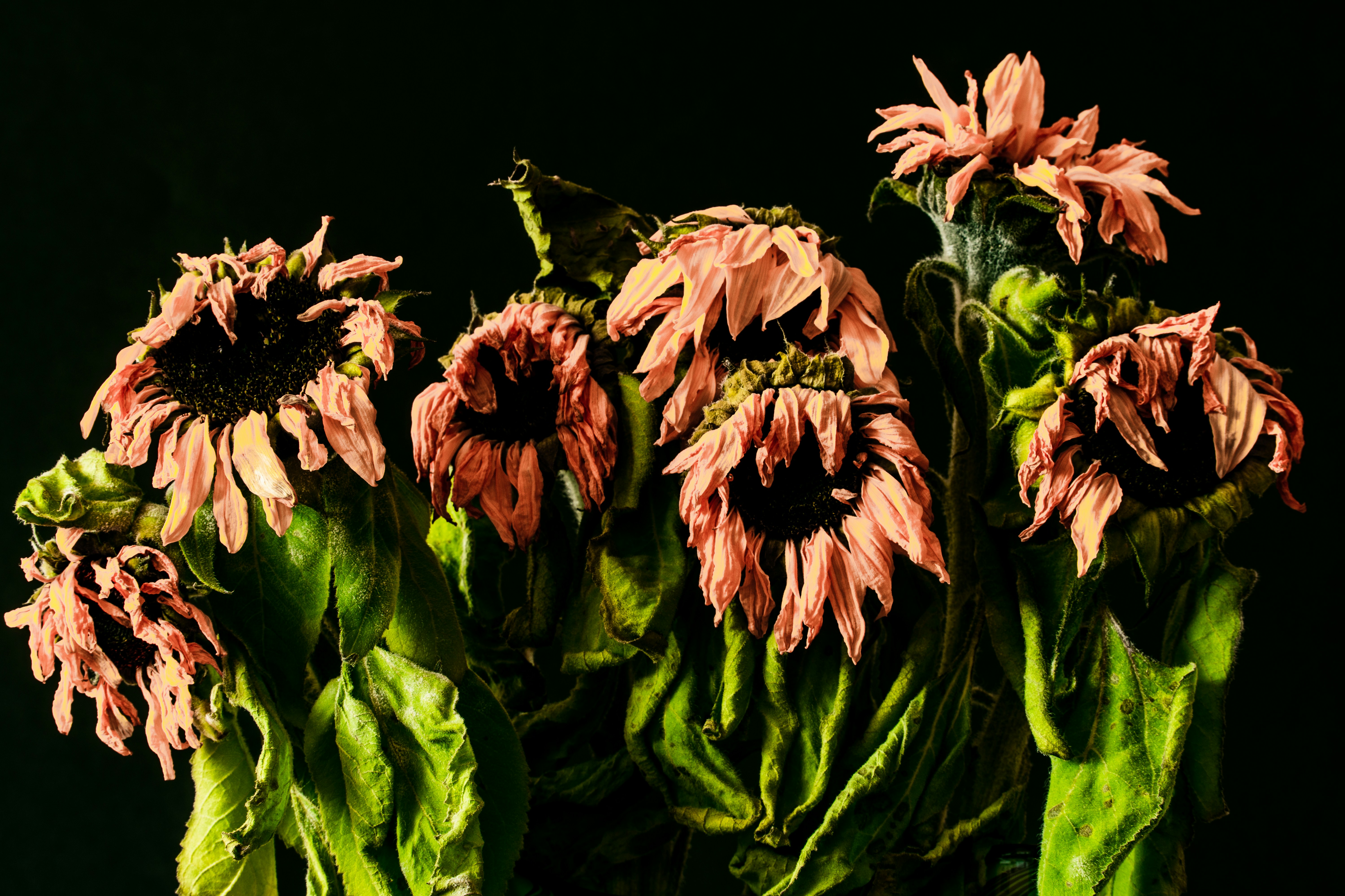 Wilted Sunflowers Against Velvet Darkness: A Quiet Still-Life