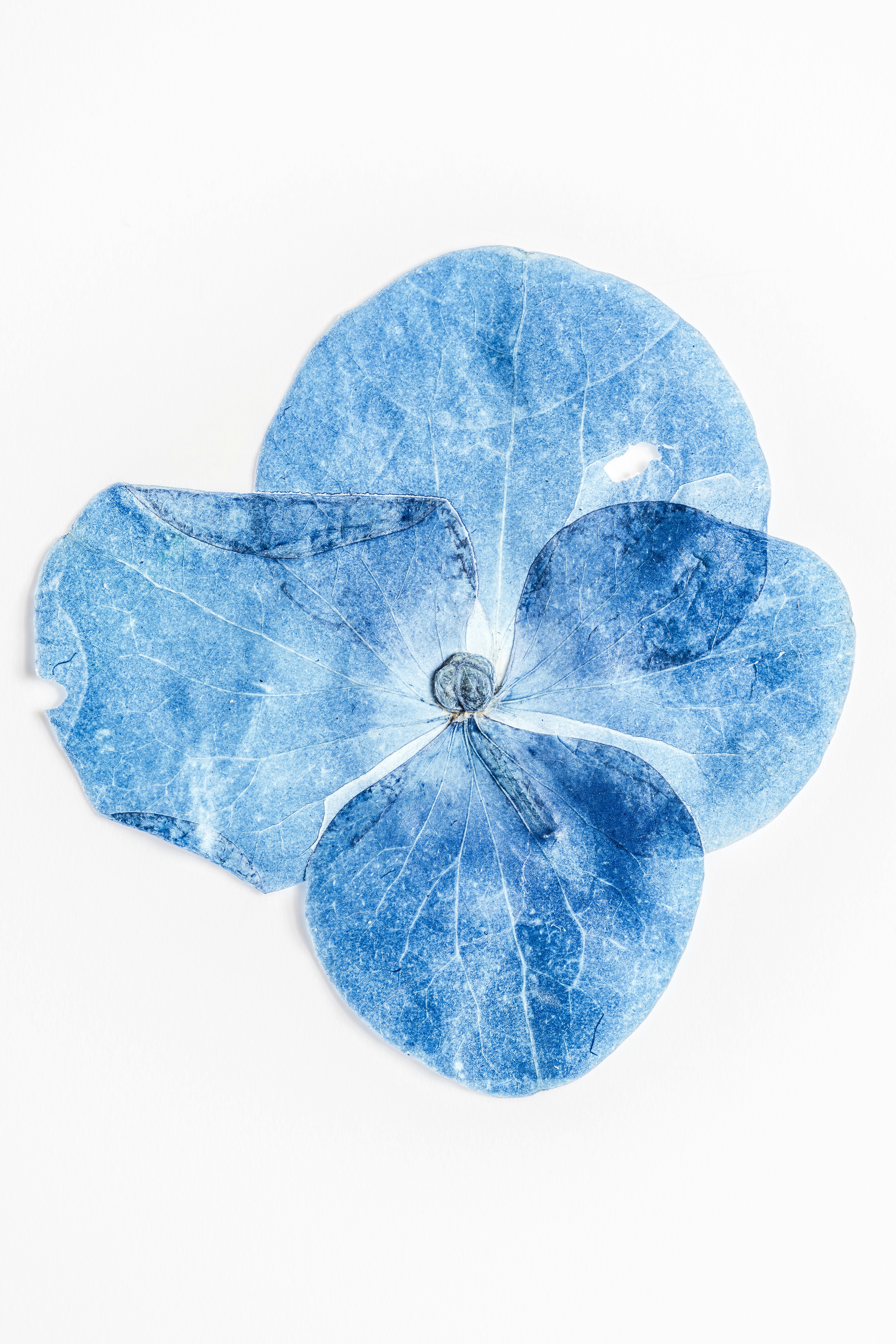 Delicate blue leaf arranged artistically against a white background, showcasing intricate details and textures.