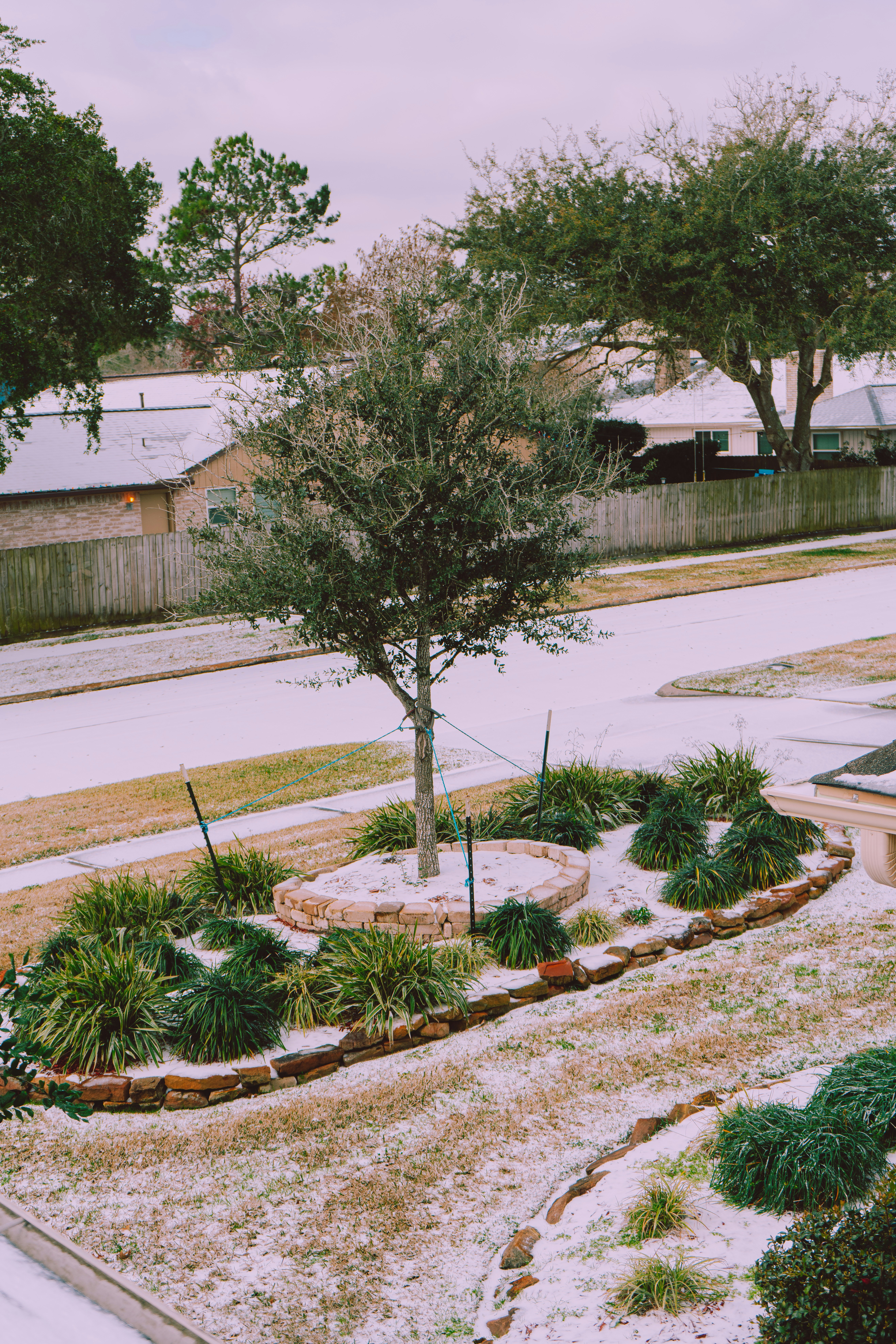 Circles of Calm: A Frost-Sprinkled Front Yard Framing a Lone Tree