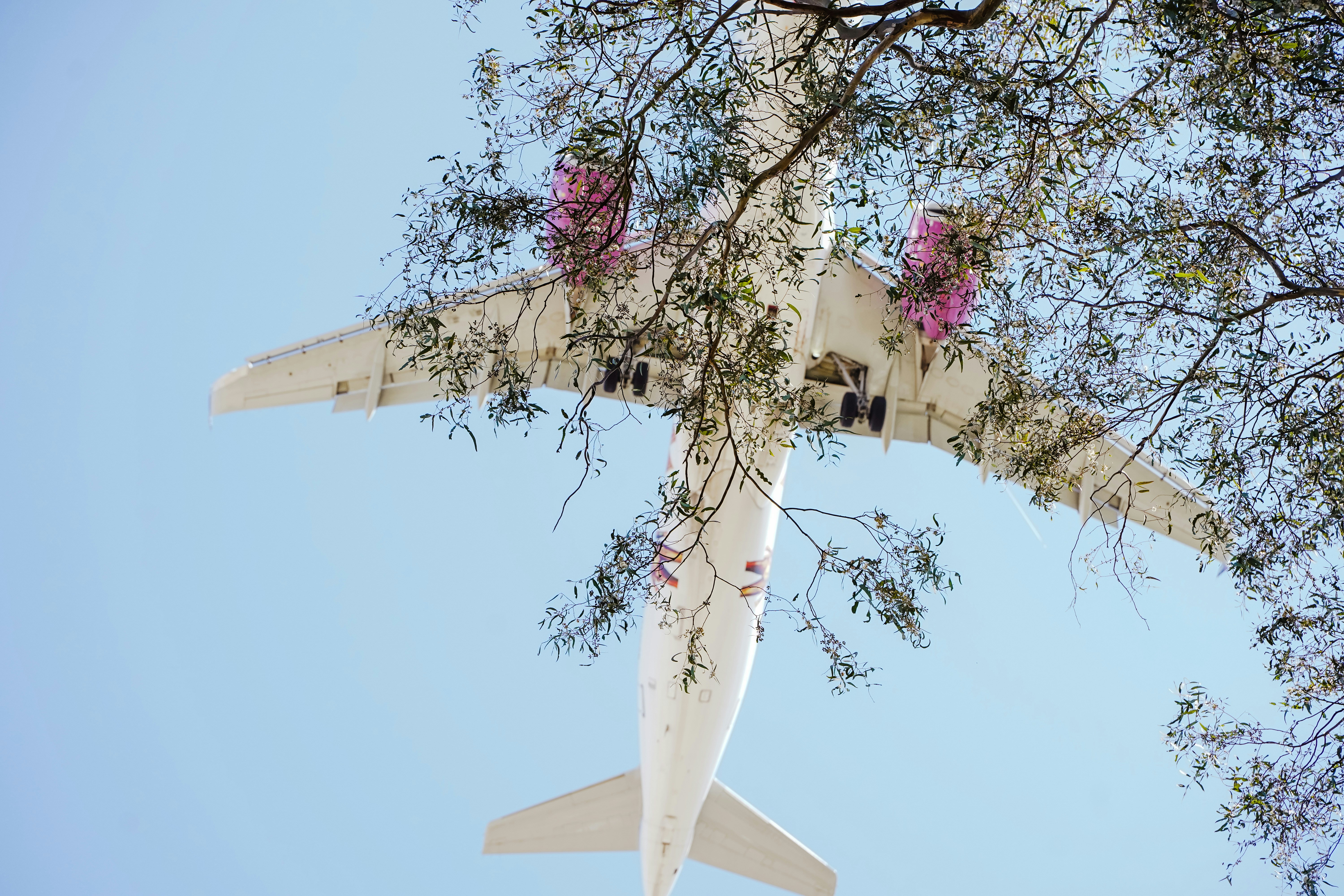 Passenger airplane soaring overhead framed by delicate tree branches against a clear blue sky.