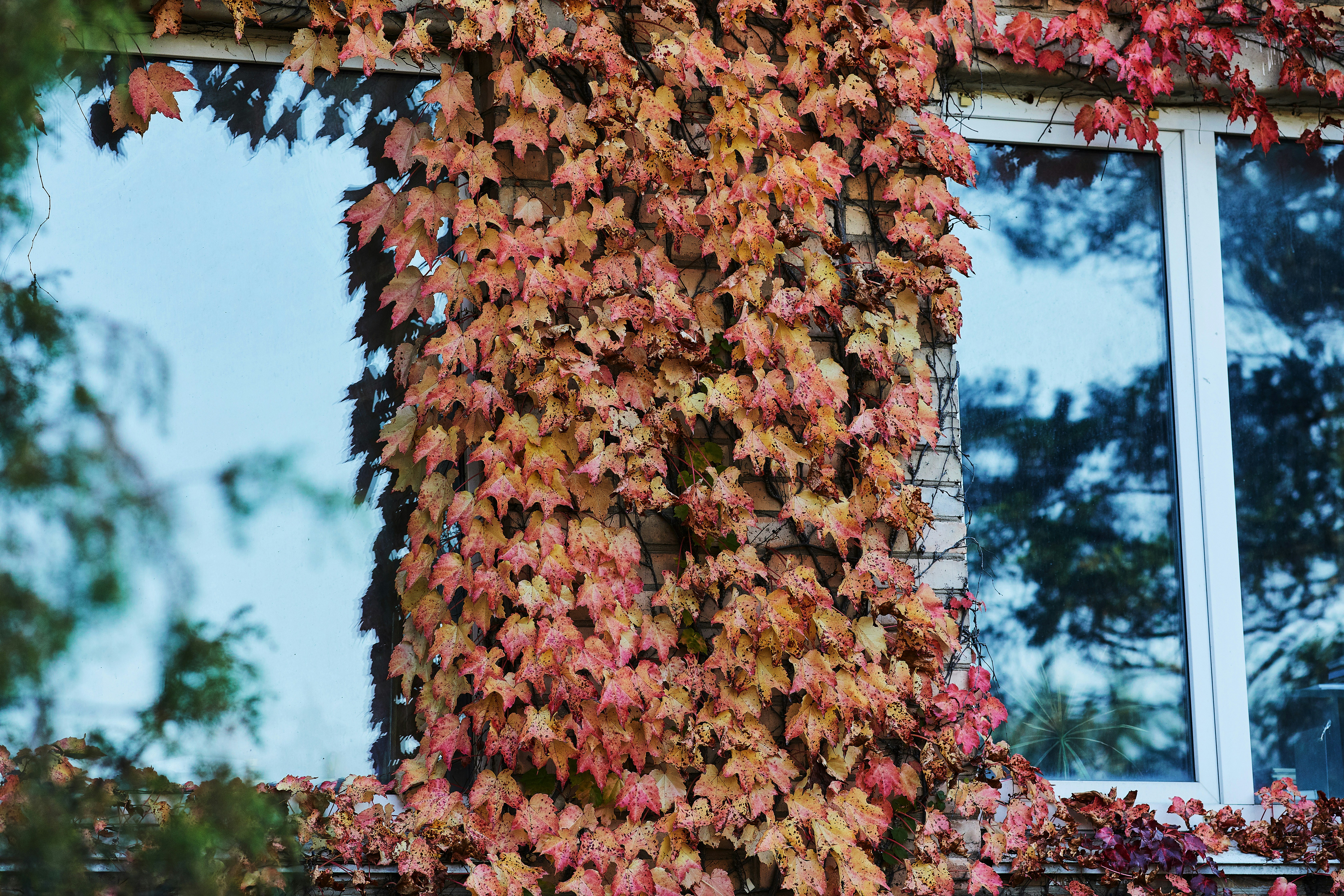Autumn Ivy Clings to Brick Facade Beside a Blue Window