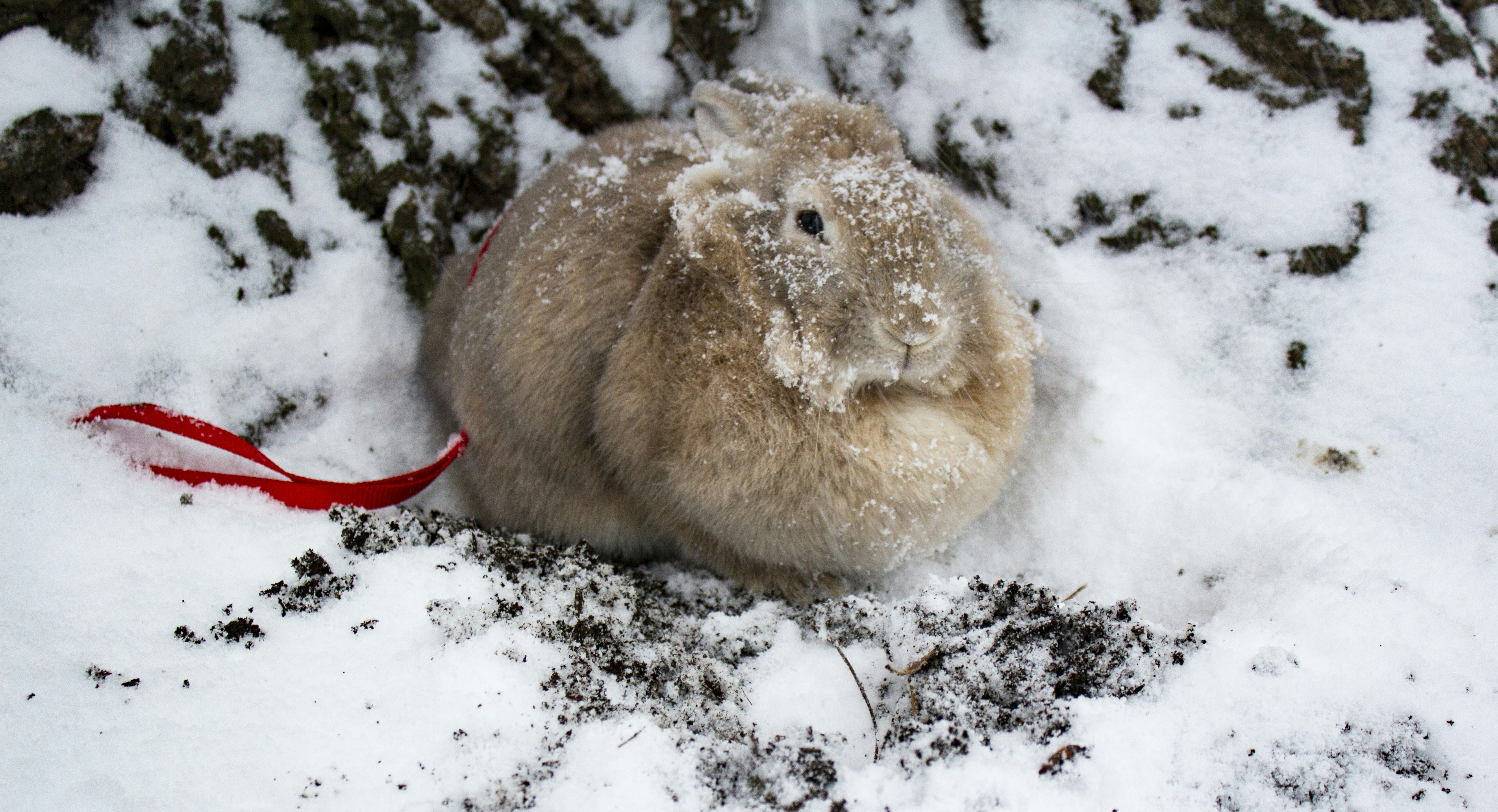 Red Ribbon on a Snowbound Rabbit