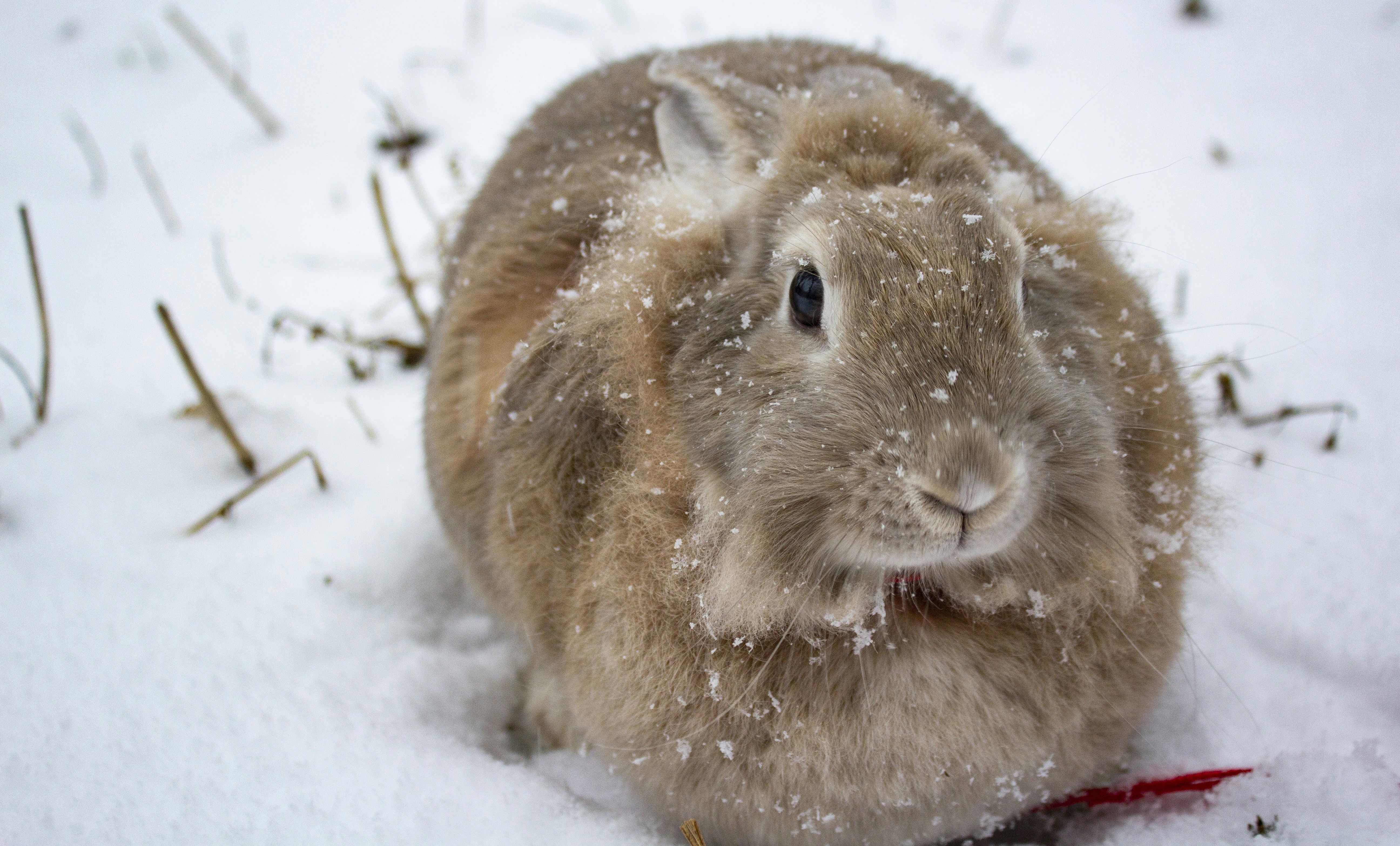 Whiskers in Winter: A Snowy Retreat