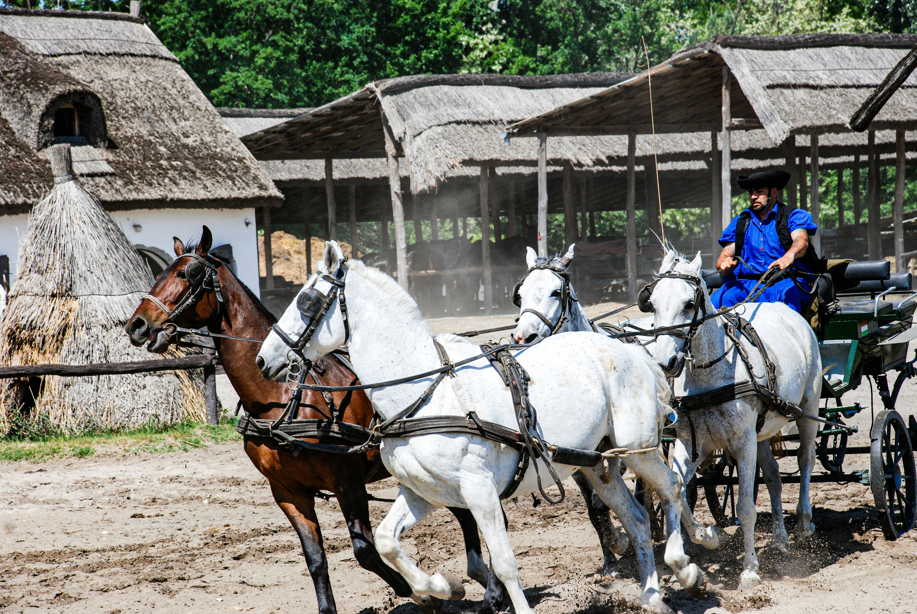 Syncopated Hooves: A Four-Horse Carriage Traverses a Thatched Village